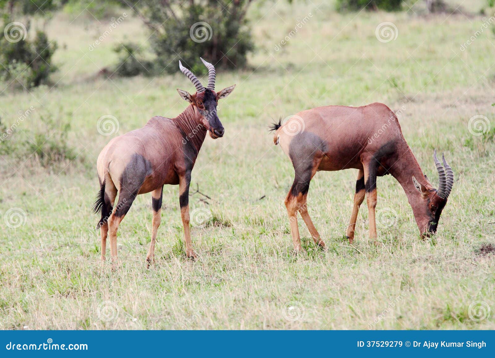 Beautiful Topi antelopes stock image. Image of korrigum - 37529279