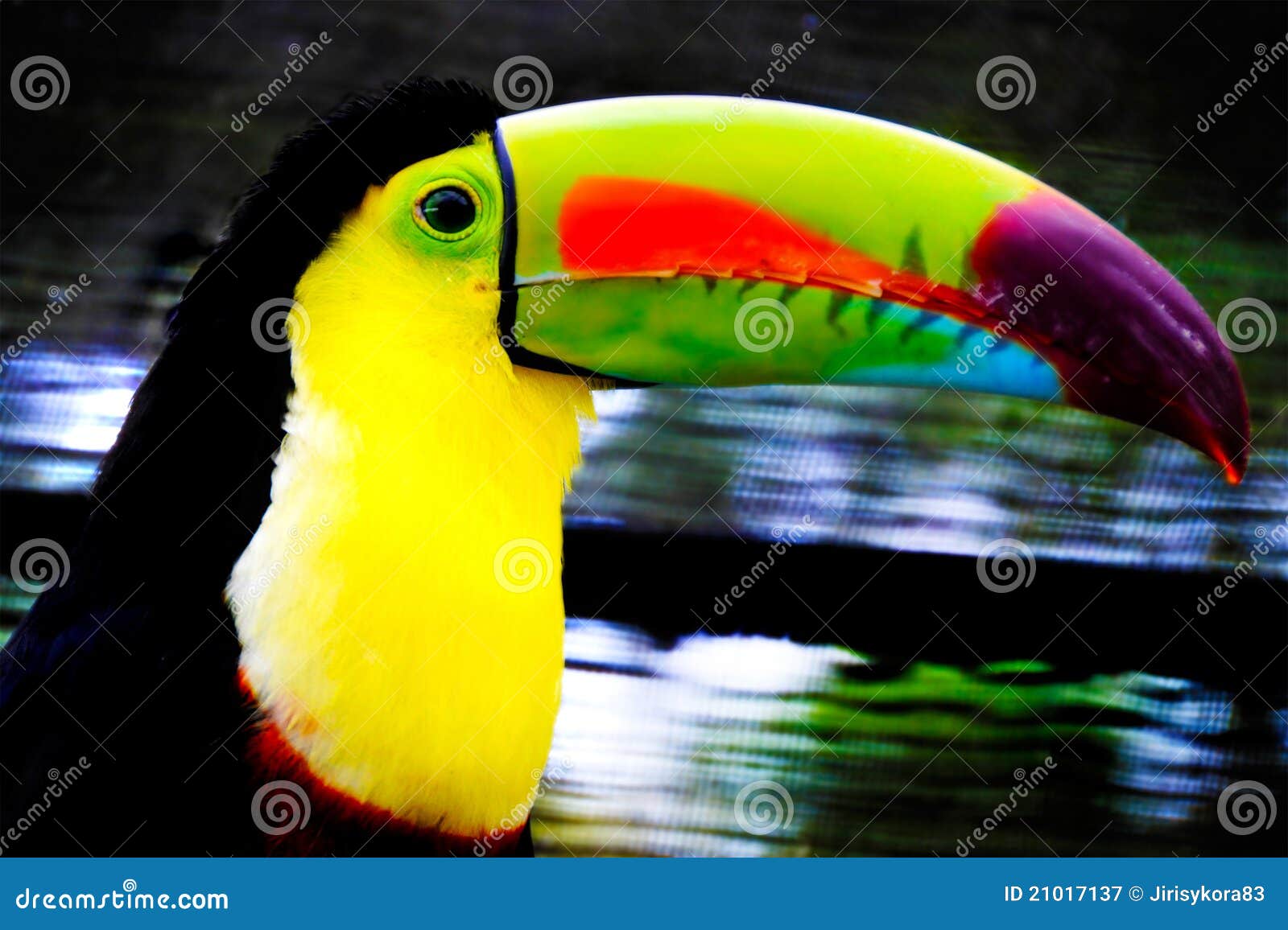 Beautiful toucan stock image. Image of neck, beakbill - 21017137