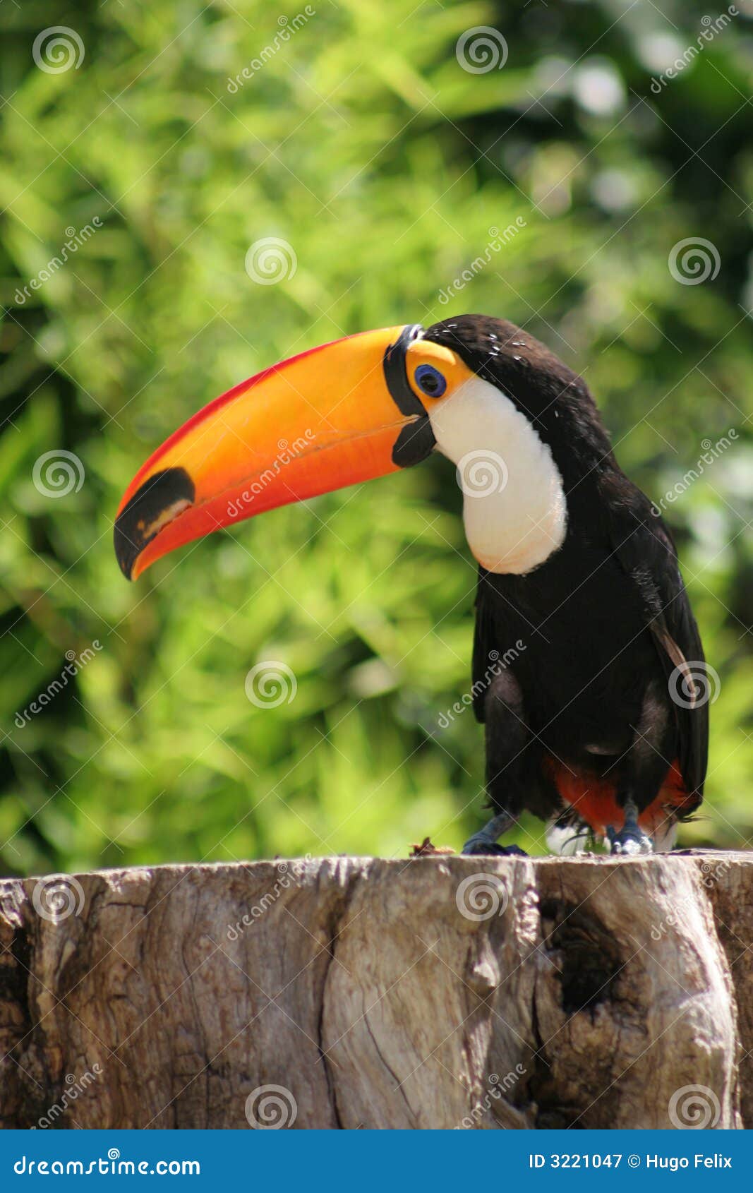 Beautiful toucan stock image. Image of jungle, ornithology - 3221047