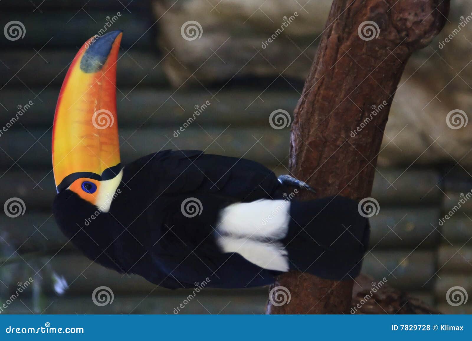 Beautiful toucan stock photo. Image of holidays, flight - 7829728