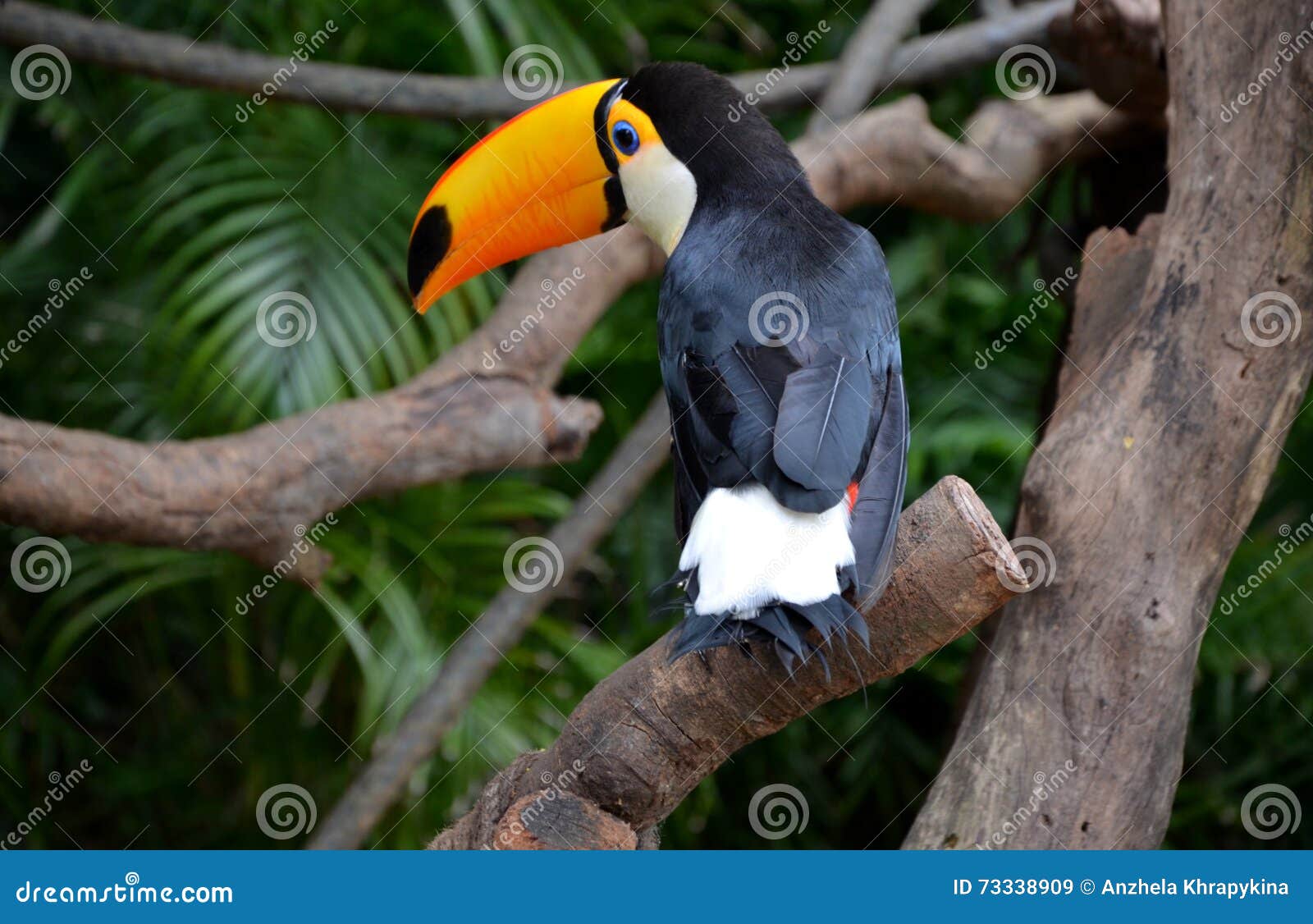 Beautiful toucan stock image. Image of asia, china, branch - 73338909