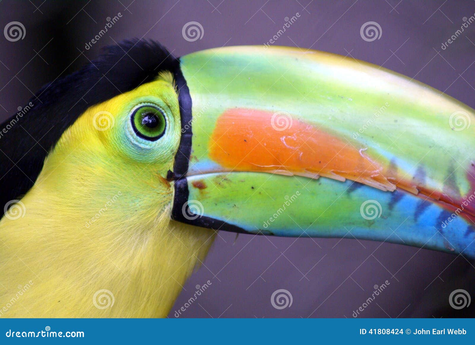 Beautiful Toucan stock photo. Image of colombia, hippo - 41808424