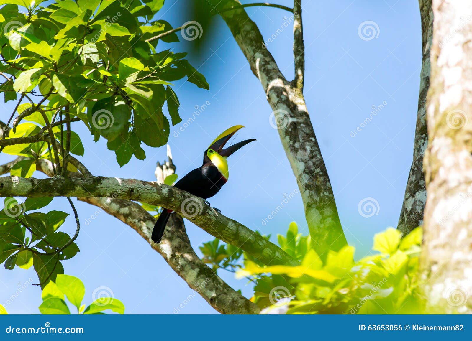 A beautiful toucan stock photo. Image of jungle, park - 63653056
