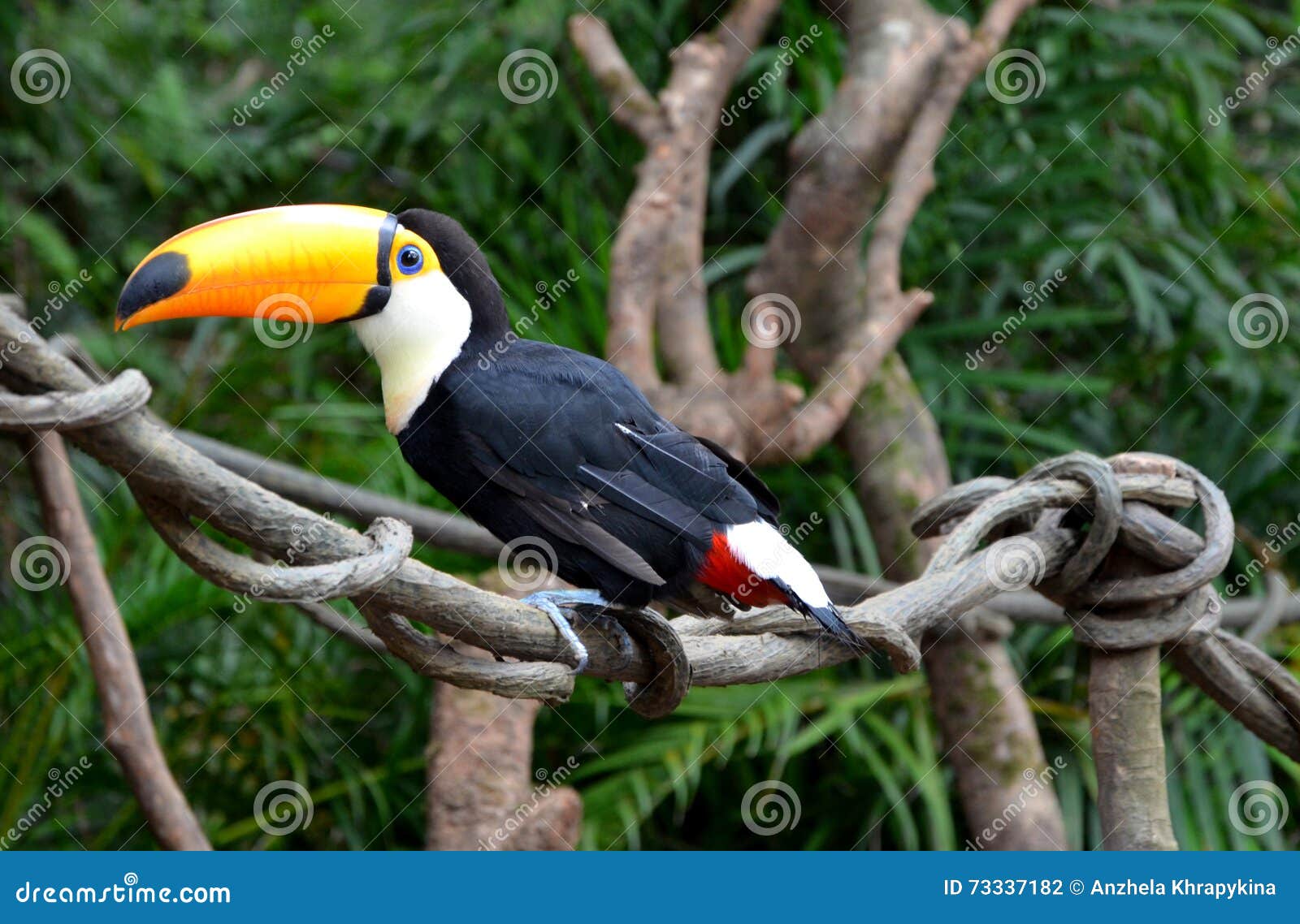 Beautiful toucan stock photo. Image of colours, breakfast - 73337182