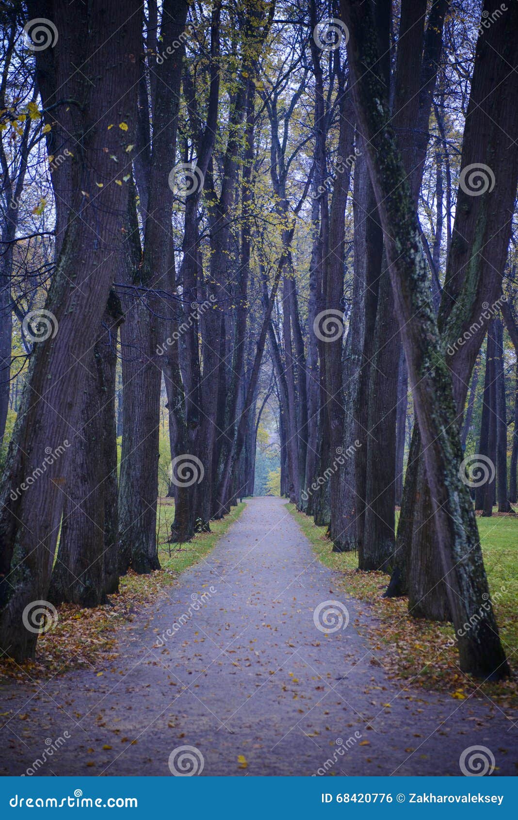 Beautiful Trail through the Autumn Forest Stock Photo - Image of field ...