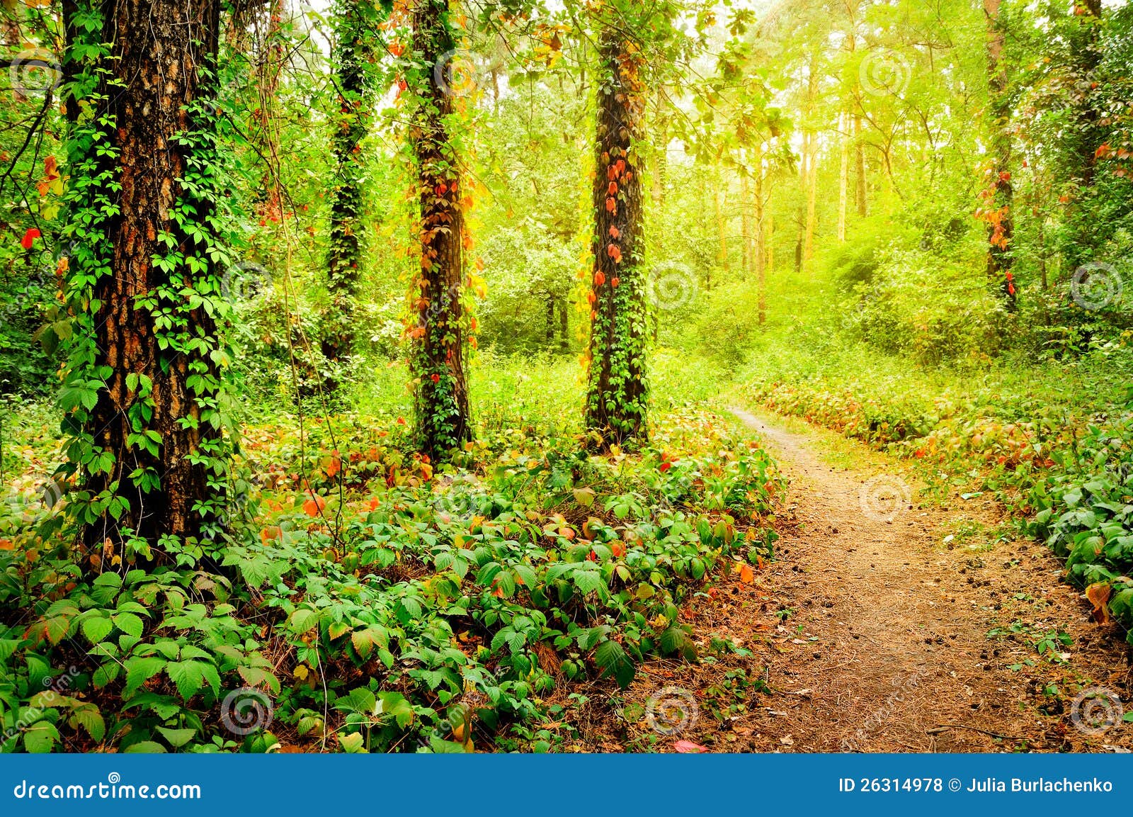 Beautiful Trail in the Forest Stock Photo - Image of growth, outdoor ...