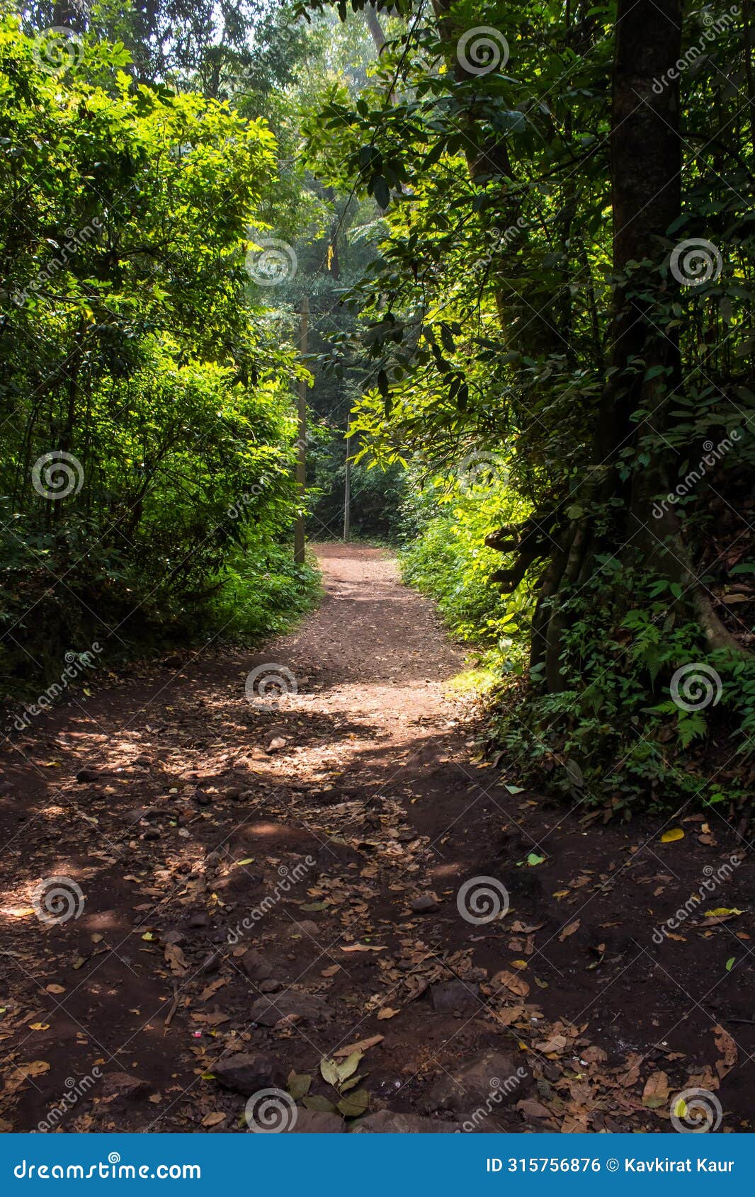 Beautiful Trail in the Jungle with Sunrays Falling. Stock Photo - Image ...