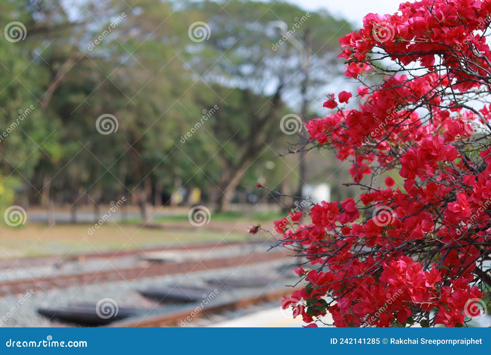 Beautiful Train Station Flowers Stock Image - Image of branch, spring ...