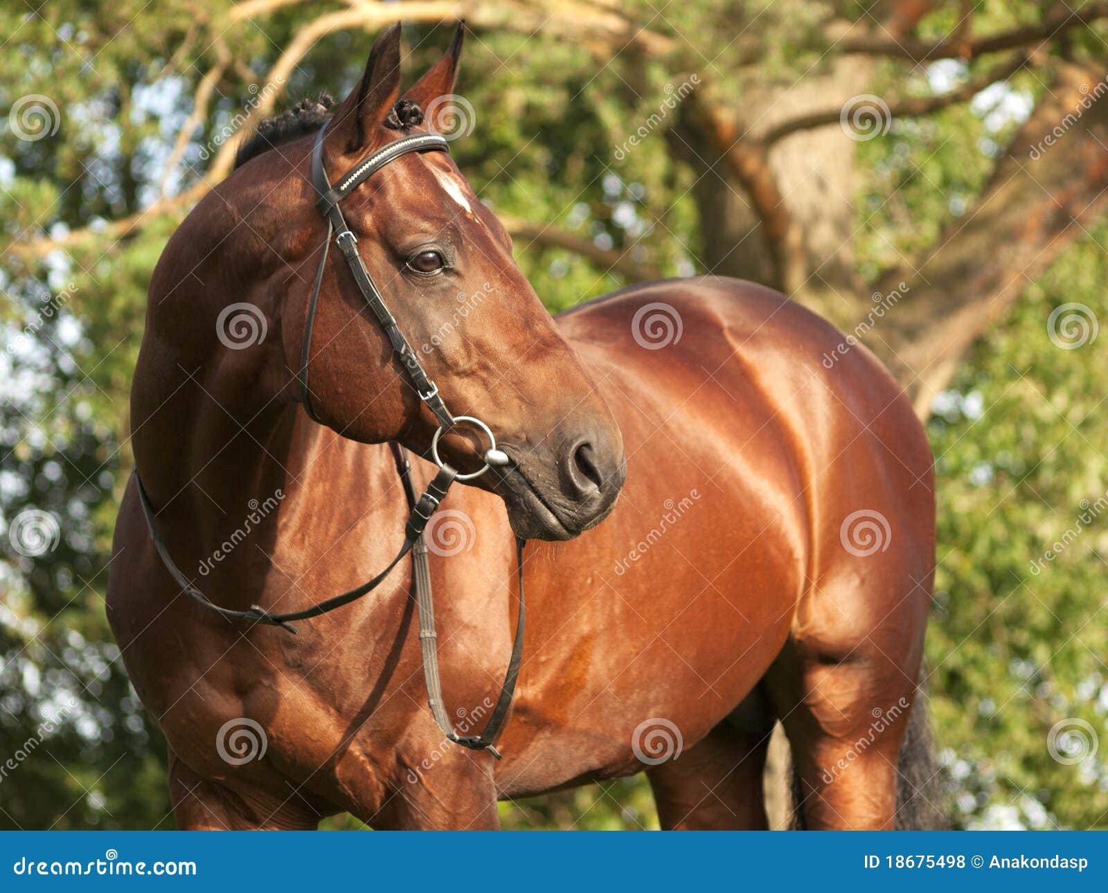 Beautiful Trakehner Stallion Stock Photo - Image of beauty, equestrian ...