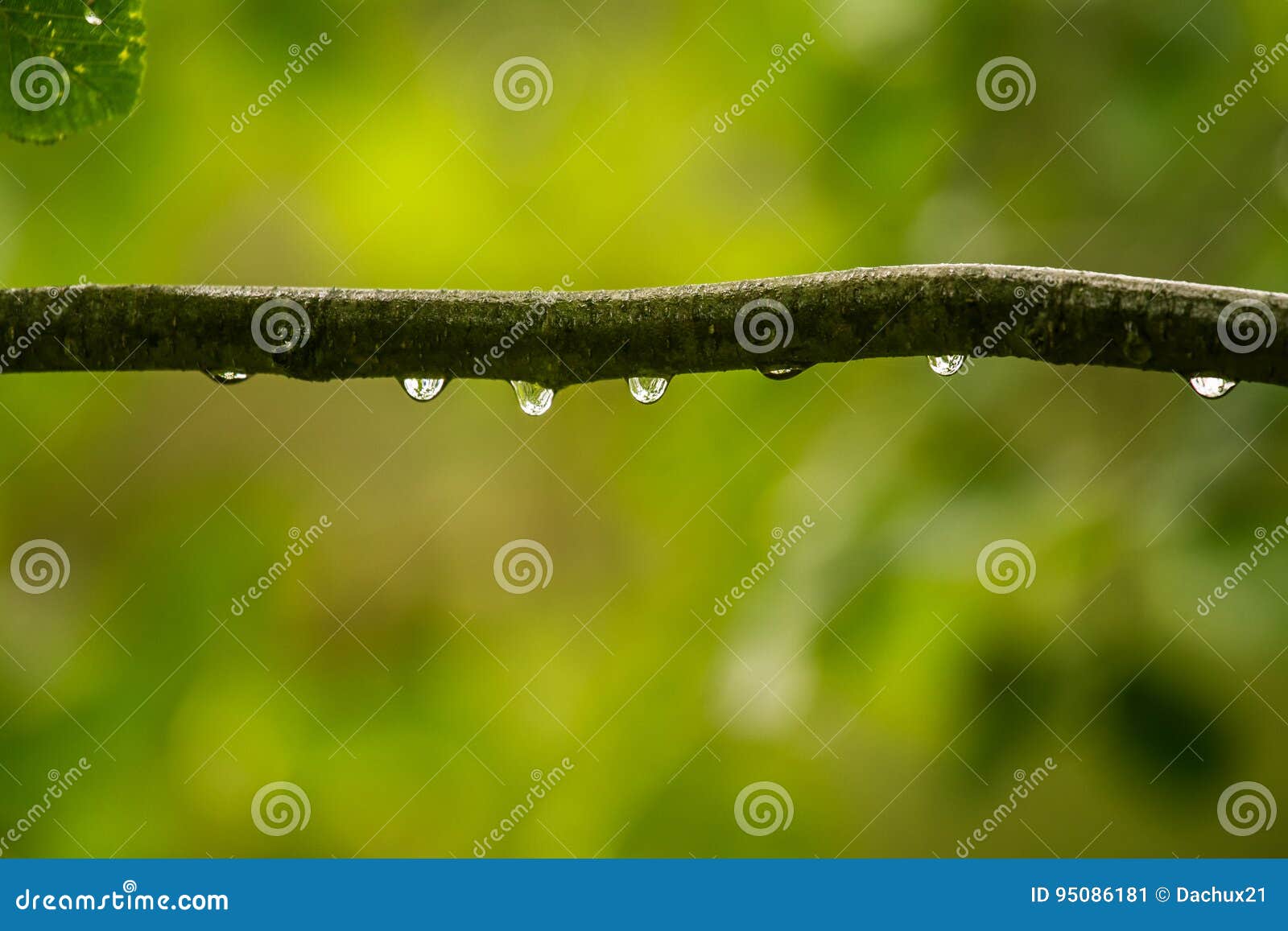 A Beautiful, Tranquil Rain Drops on a Branch of an Alder Tree in Stock ...