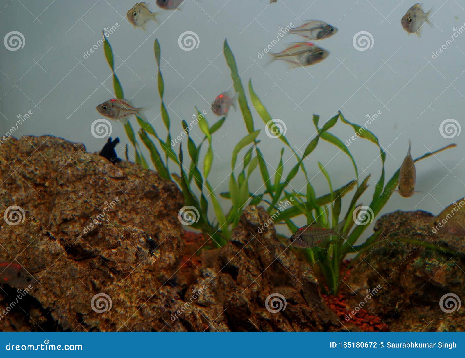 Beautiful Translucent Fish Trying To Hide in the Environment Stock ...