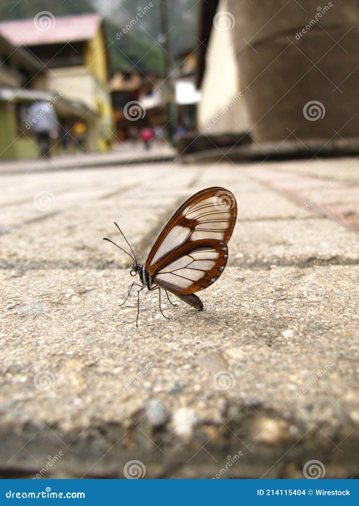Beautiful Transparent Butterfly Stock Photo - Image of transparent ...