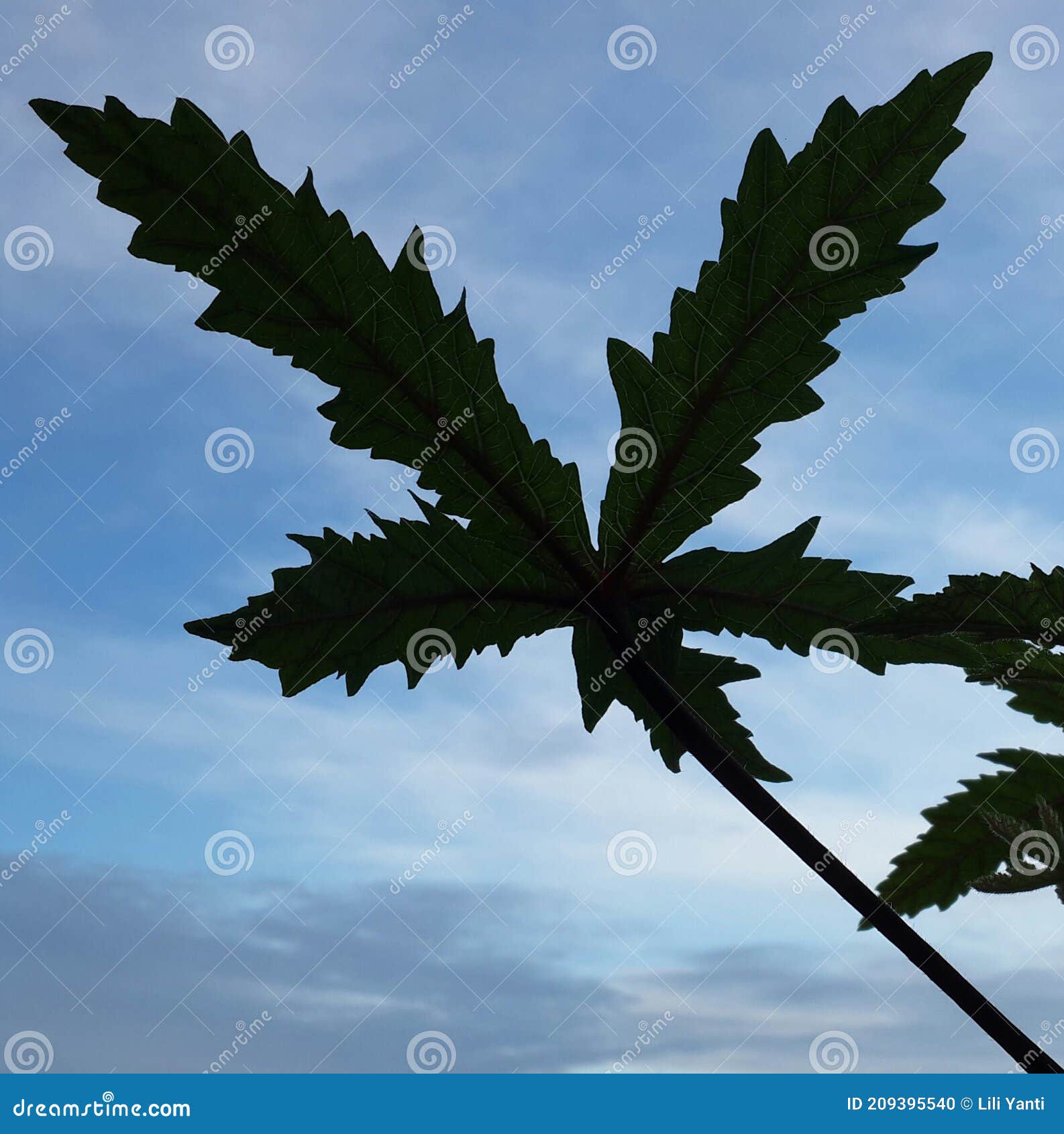 Beautiful Tread Trees Soaring into the Sky with Blue Clouds Stock Photo ...