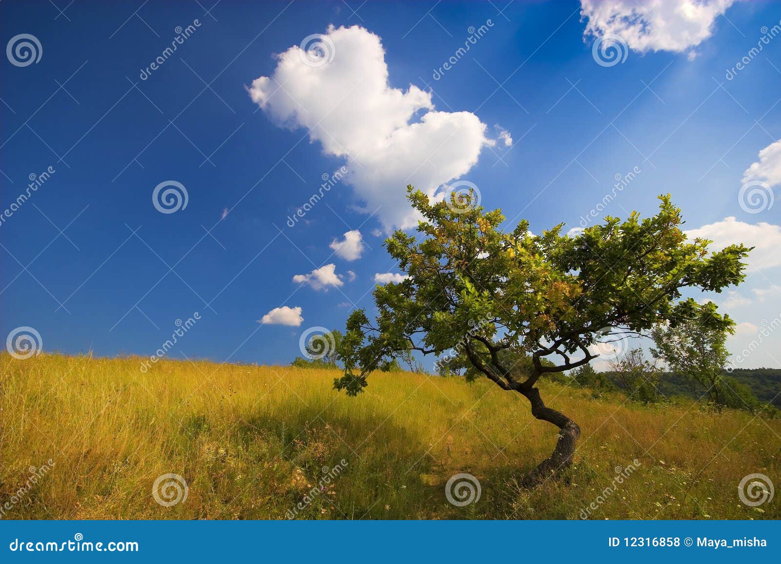 Beautiful tree stock photo. Image of fields, color, country - 12316858