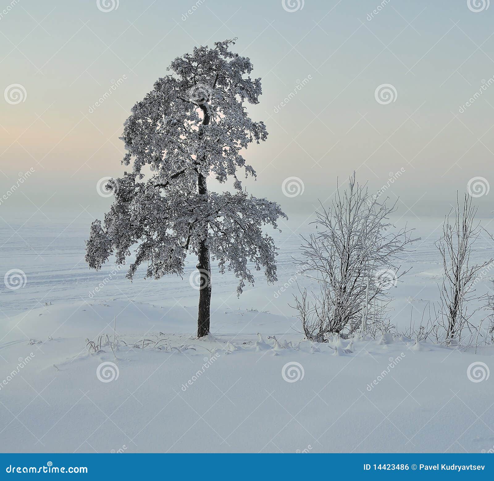 Beautiful tree stock photo. Image of relax, snow, single - 14423486
