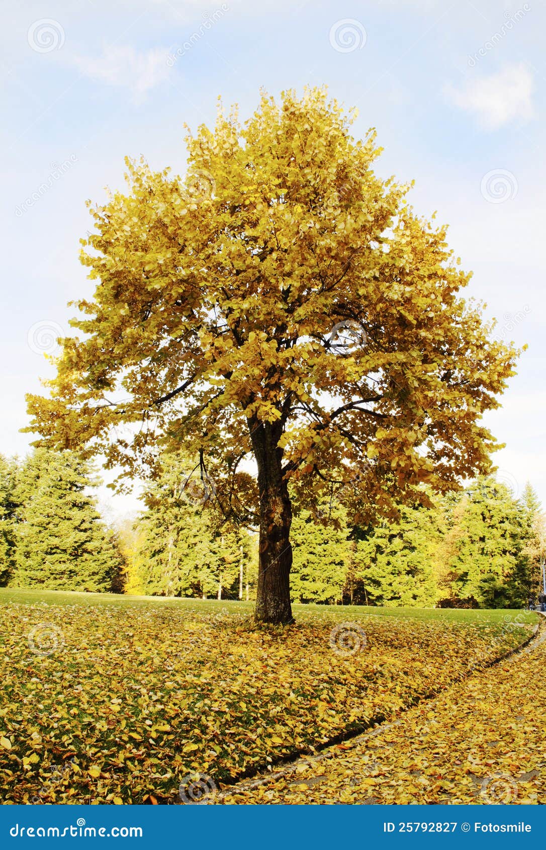 Beautiful tree stock image. Image of tree, autumn, pretty - 25792827