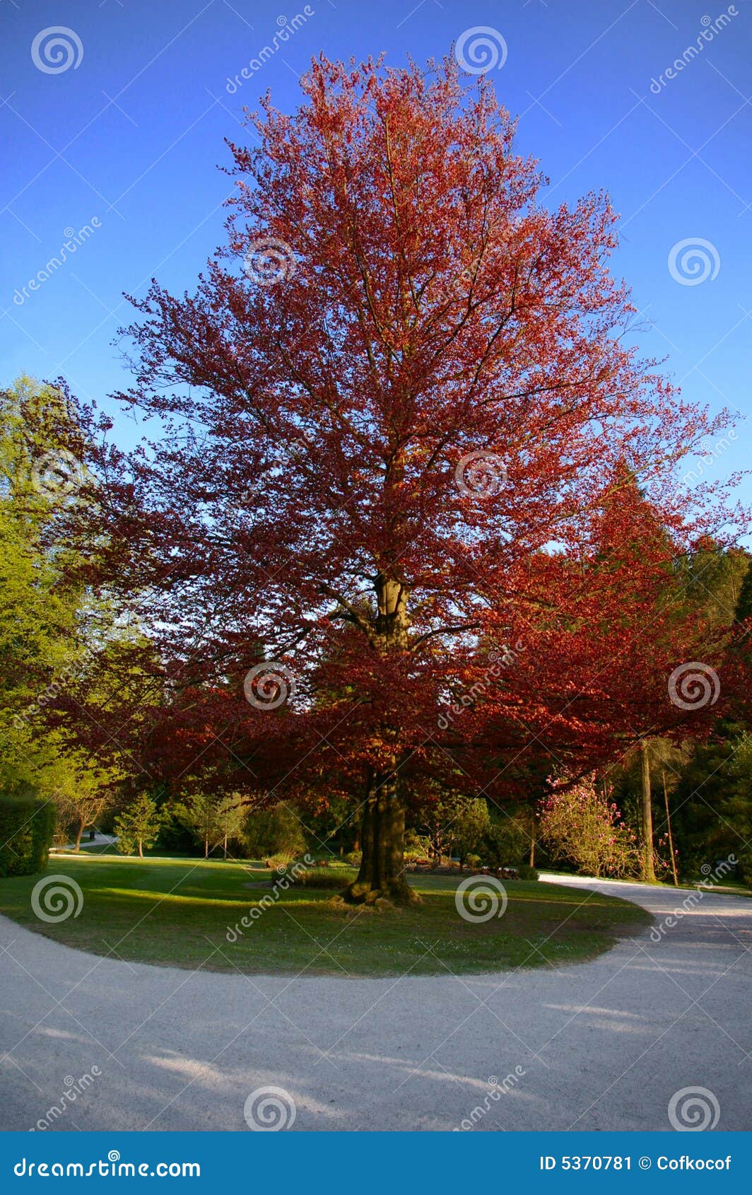 Beautiful tree stock image. Image of fall, autumn, green - 5370781