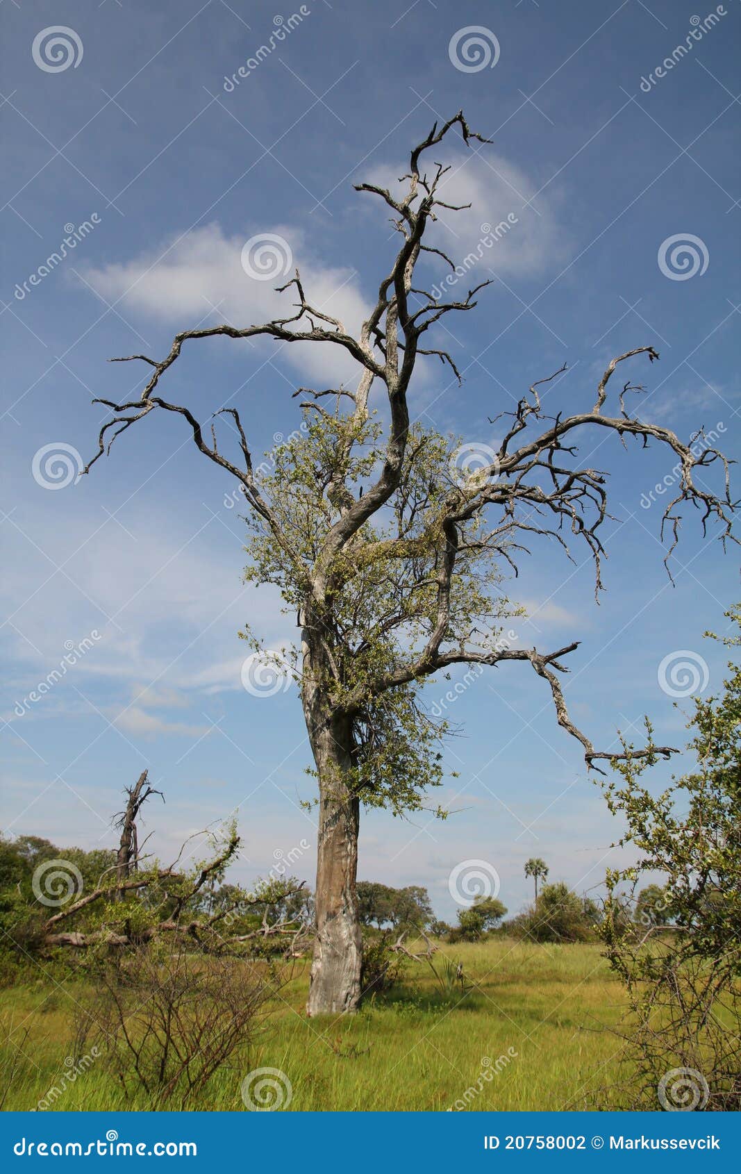 Beautiful tree in Africa stock photo. Image of wildlife - 20758002