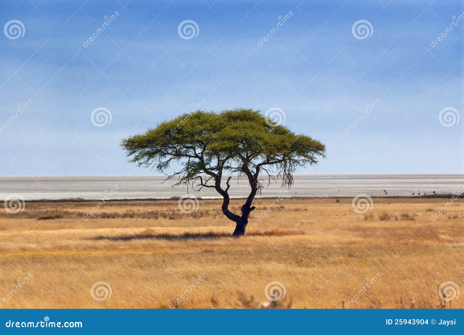 Beautiful Tree in African Savanna Stock Photo - Image of nature, africa ...