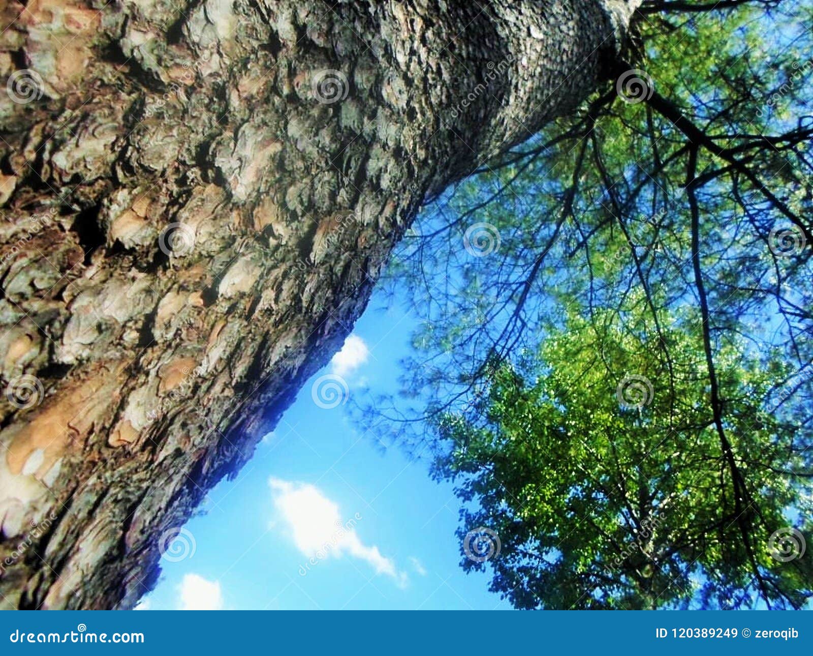Beautiful Tree Angled Sky View Stock Image - Image of fantastic, view ...