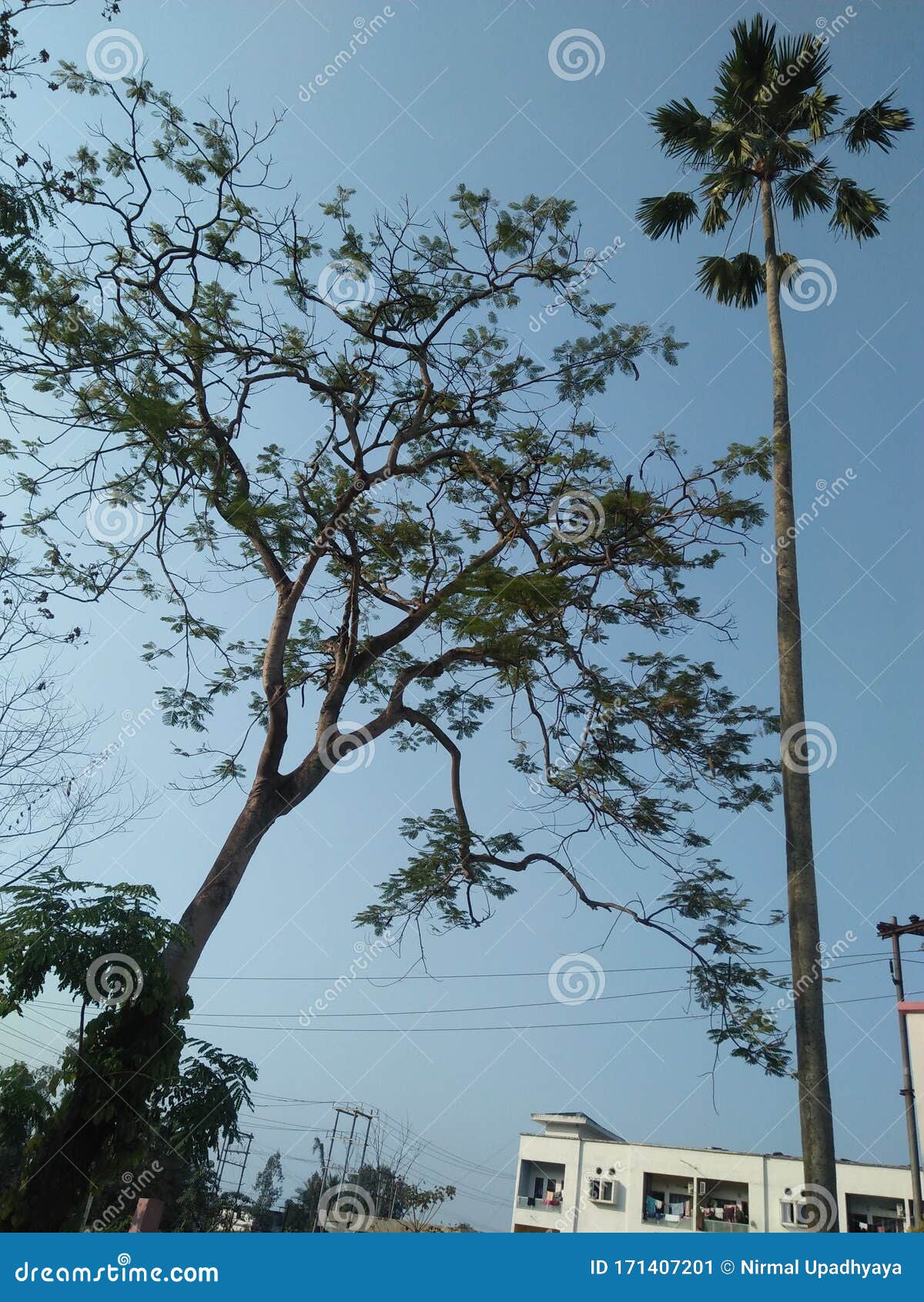 A Beautiful Tree in Assam , Seems Laughing Editorial Photo - Image of ...