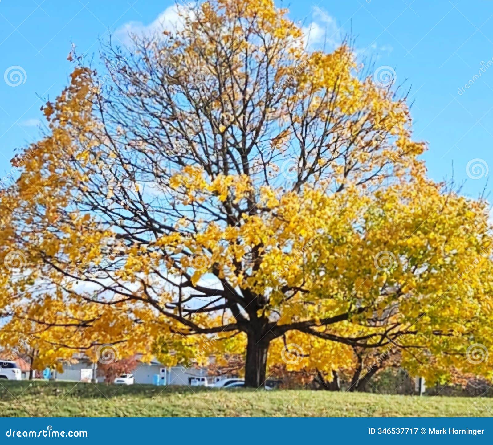 Beautiful tree in autumn stock image. Image of beautiful - 346537717
