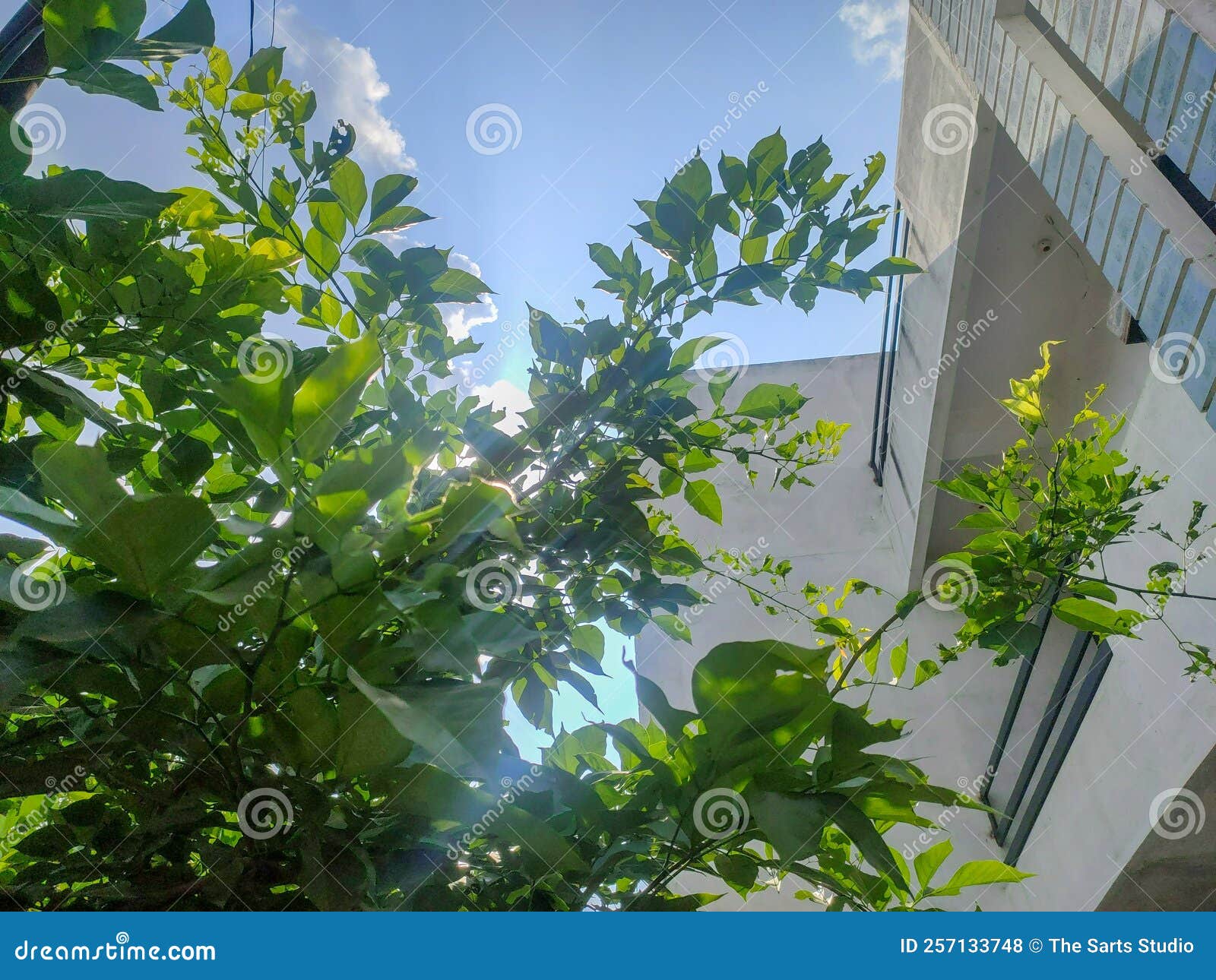 Beautiful Tree Background Natural , Blue Sky, Scattering of Light Stock ...