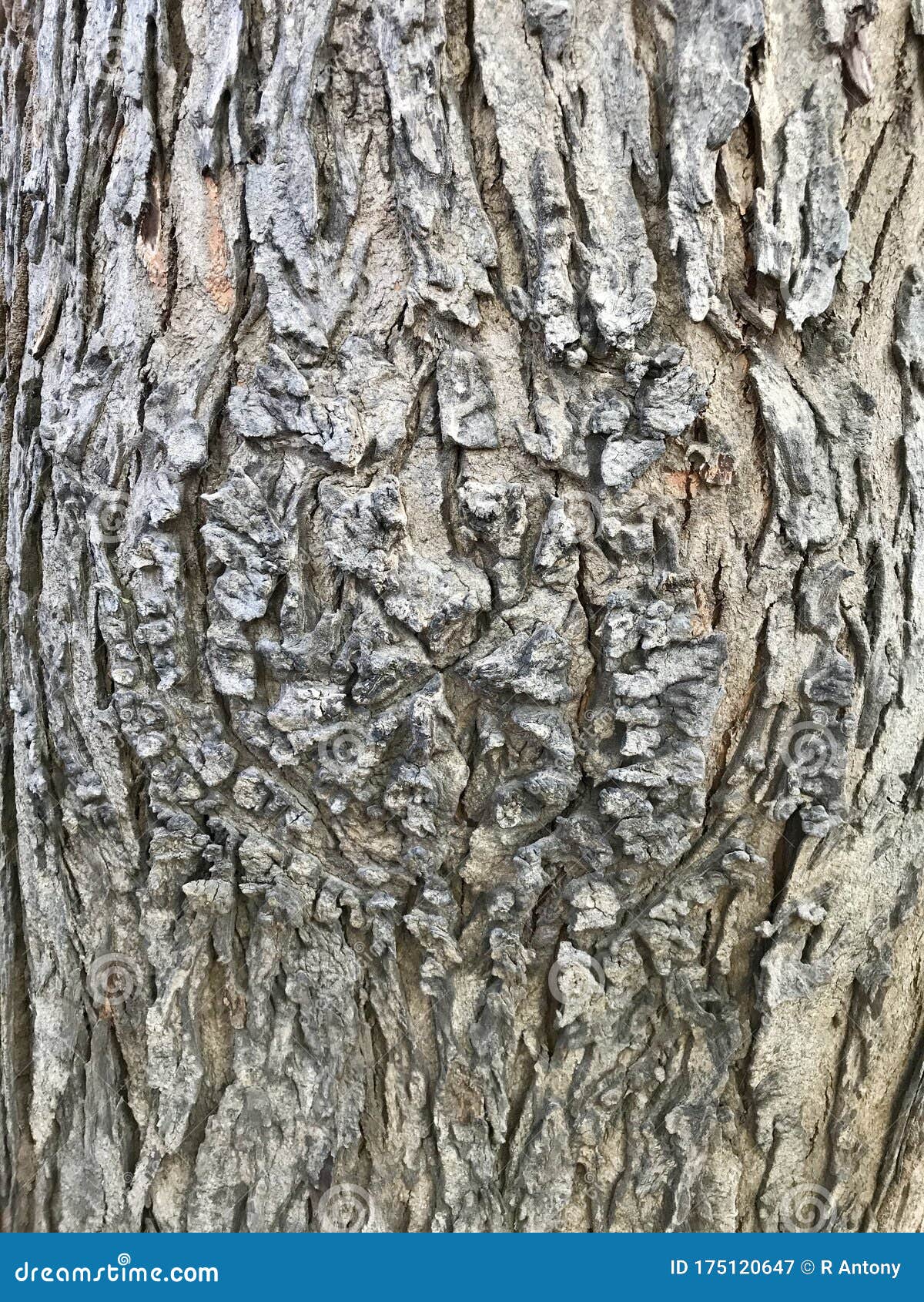 A beautiful tree bark stock image. Image of layer, bark - 175120647