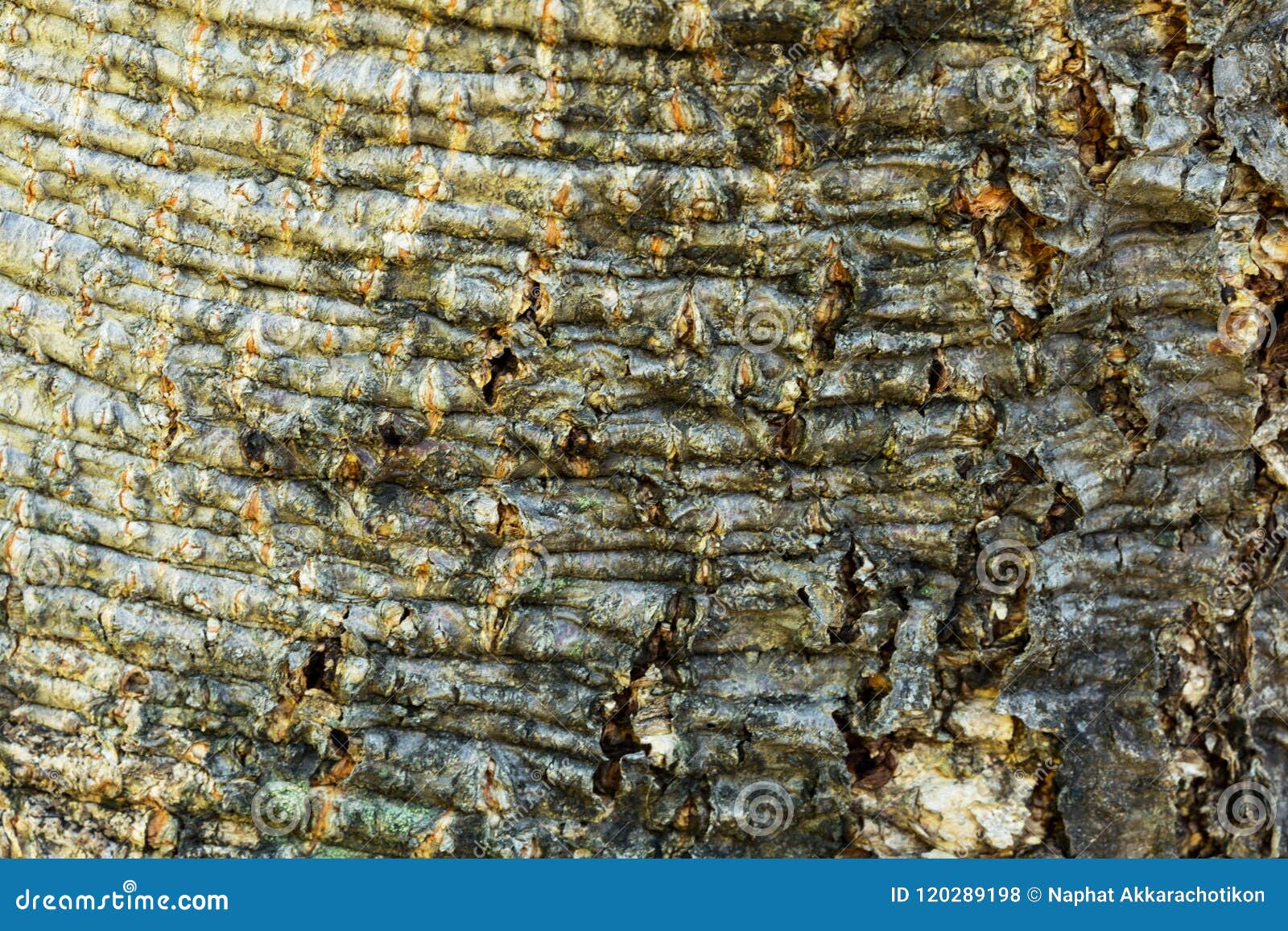Beautiful tree bark stock photo. Image of beautiful - 120289198