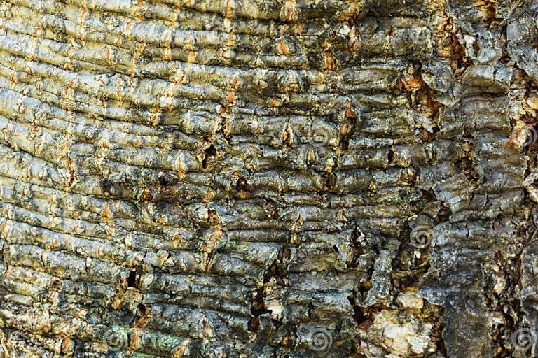 Beautiful tree bark stock photo. Image of beautiful - 120289198