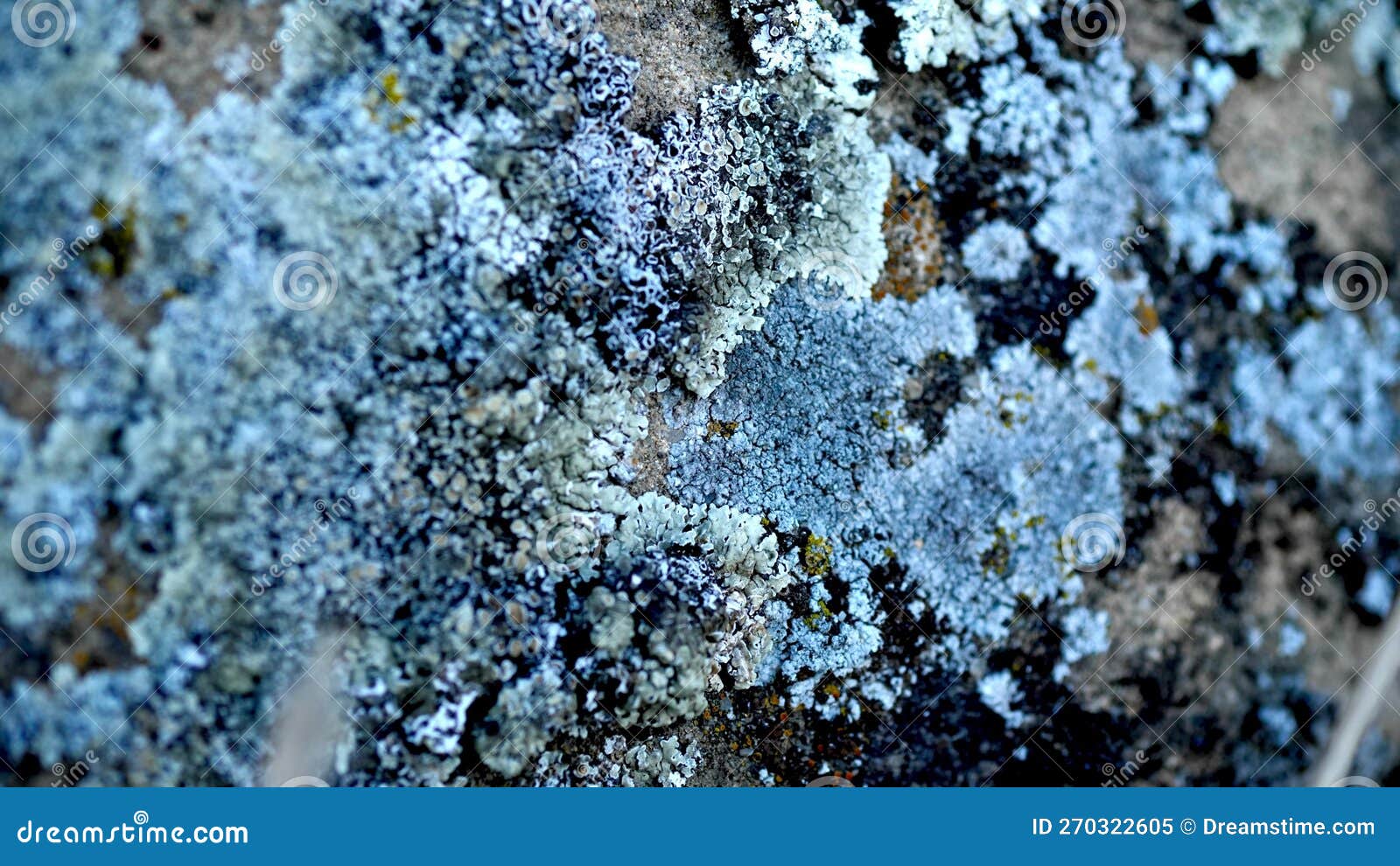 Beautiful Tree Bark. Macro Photography Stock Image - Image of material ...