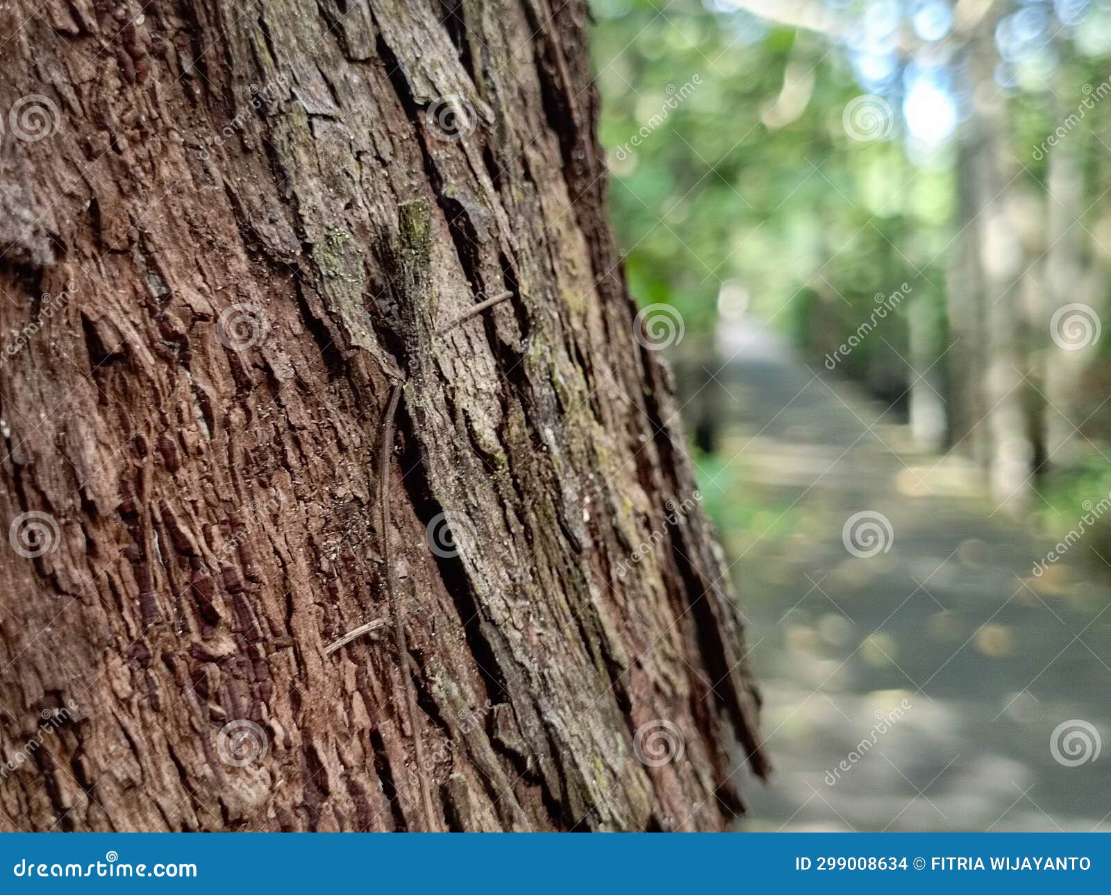 Beautiful Tree Bark in the Wild Forests Stock Photo - Image of tree ...