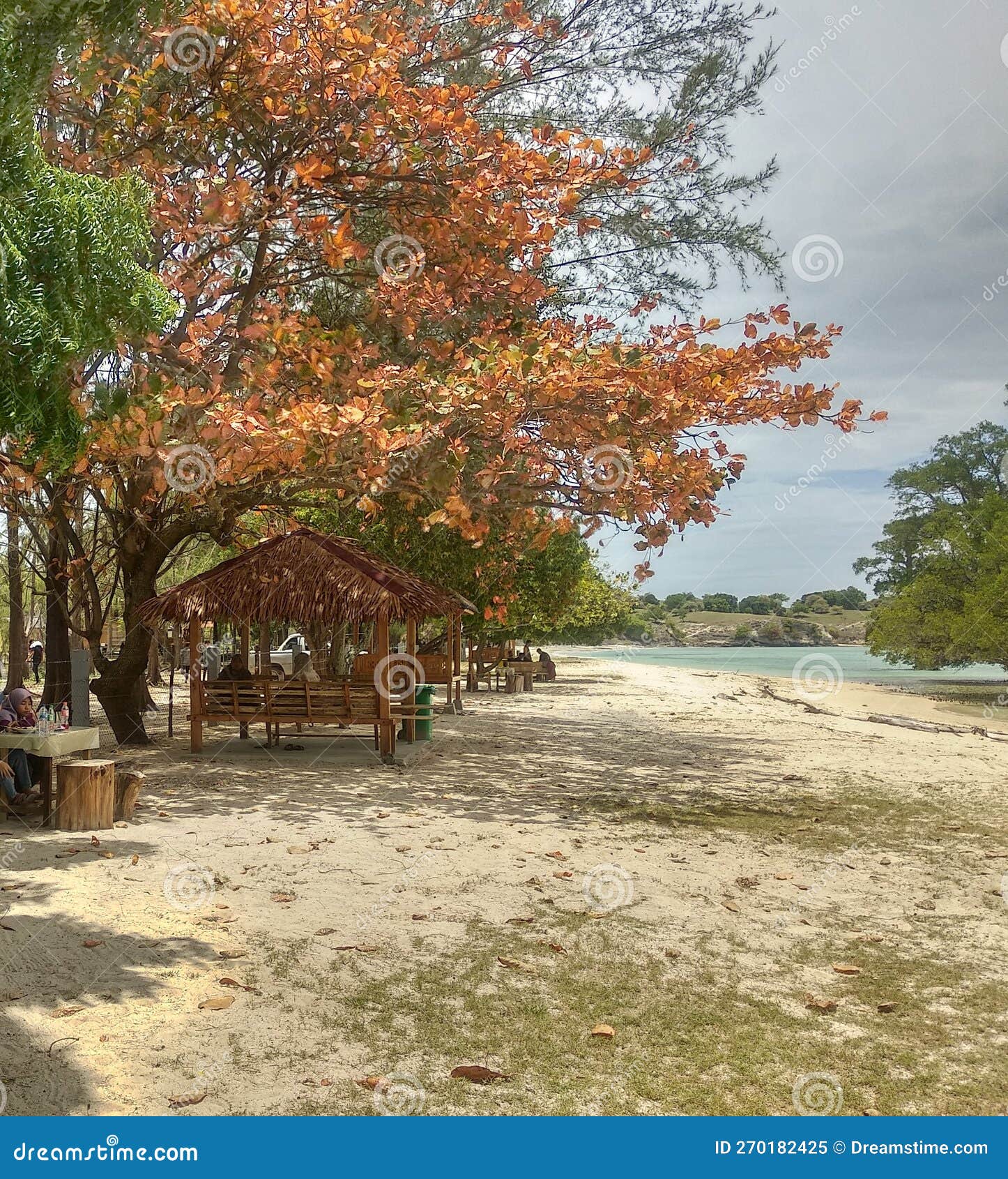 Beautiful Tree at the Beach Stock Image - Image of beautiful, beach ...