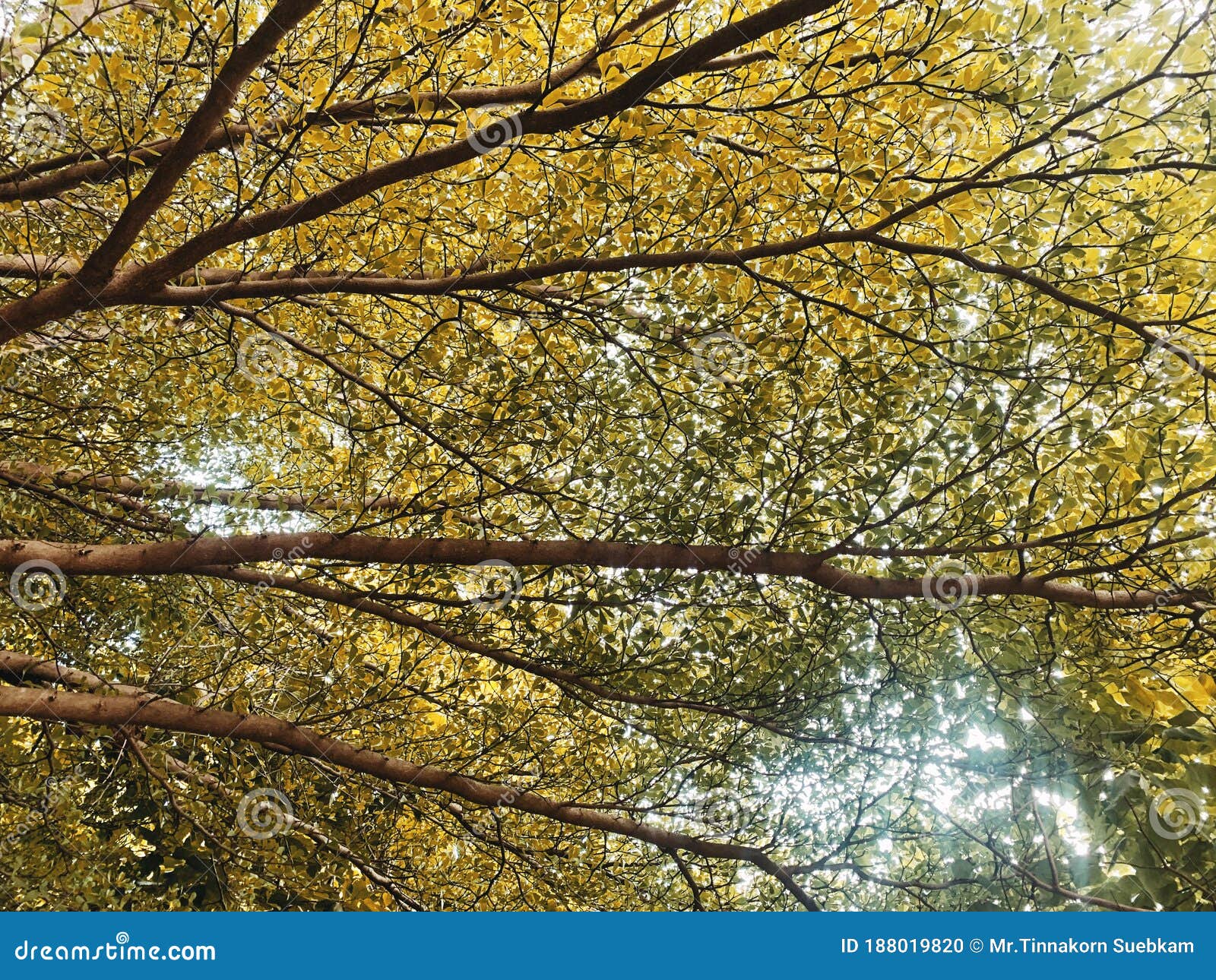 Beautiful of Tree Beach and Leaves Background Stock Photo - Image of ...