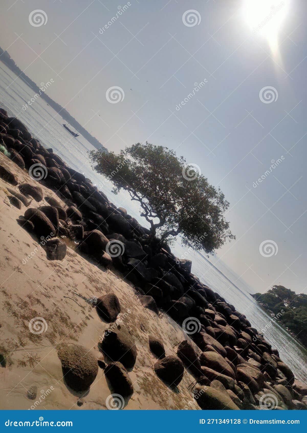 Beautiful Tree at the Beach Stock Photo - Image of view, palolem: 271349128