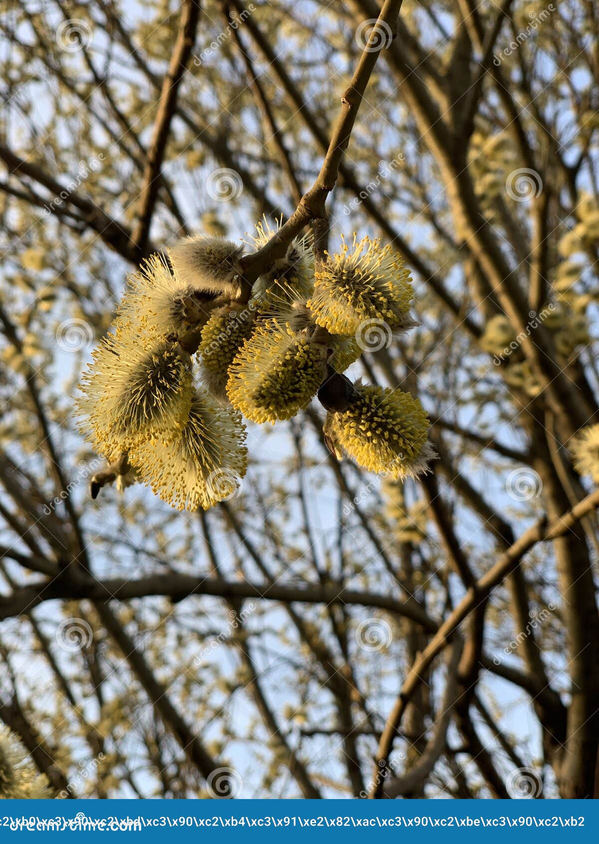 Beautiful tree stock photo. Image of flower, branch - 145864158
