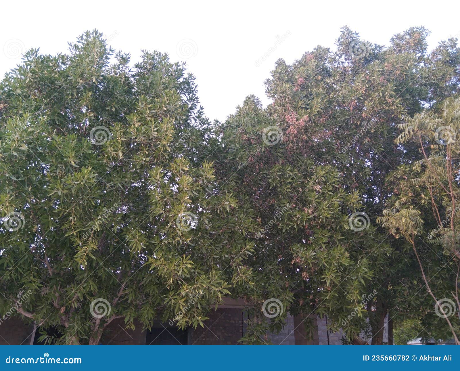 Beautiful Tree in Bholari Karachi Stock Photo - Image of beau, leaf ...