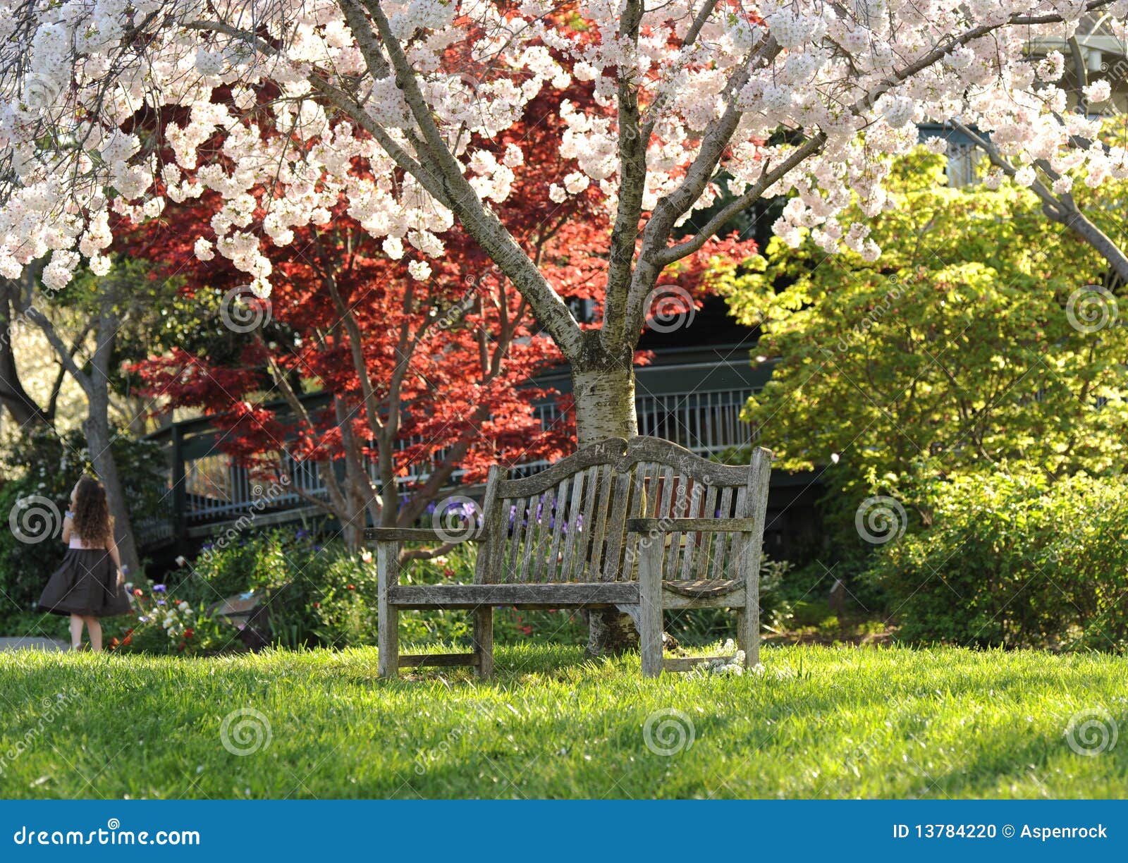 Beautiful Tree Blossoms in a Park on a Spring Day Stock Photo - Image ...