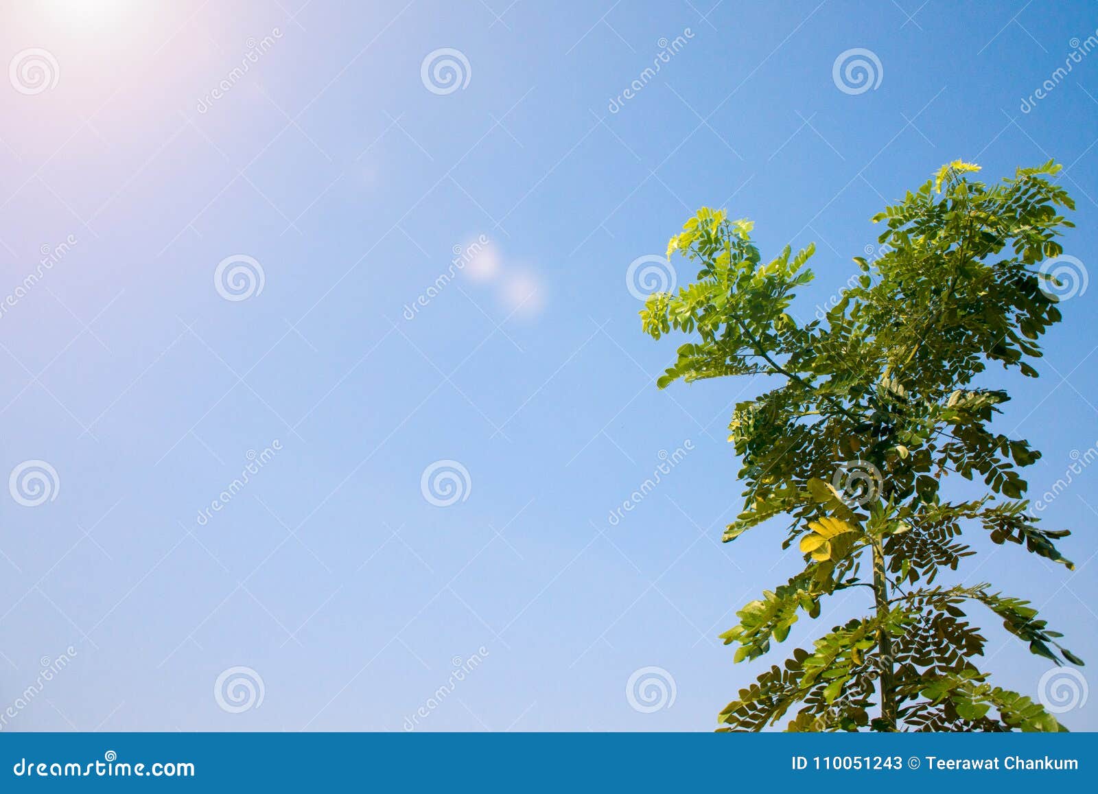 Beautiful Tree with Blue Sky Background Stock Image - Image of branch ...