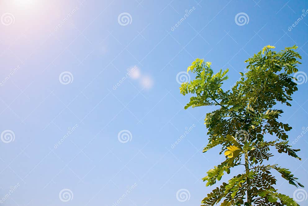 Beautiful Tree with Blue Sky Background Stock Image - Image of branch ...