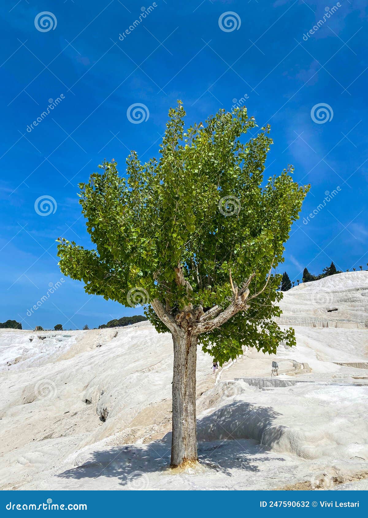 Beautiful Tree with Blue Sky and really Beautiful Background Stock ...