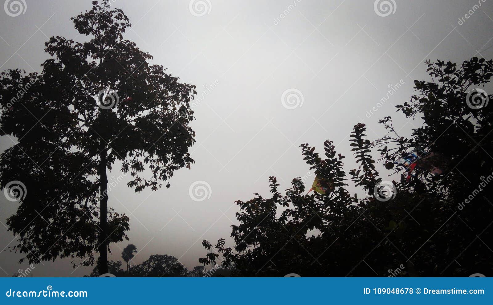 Tree stock photo. Image of treeblue, tree, kites, beautiful - 109048678