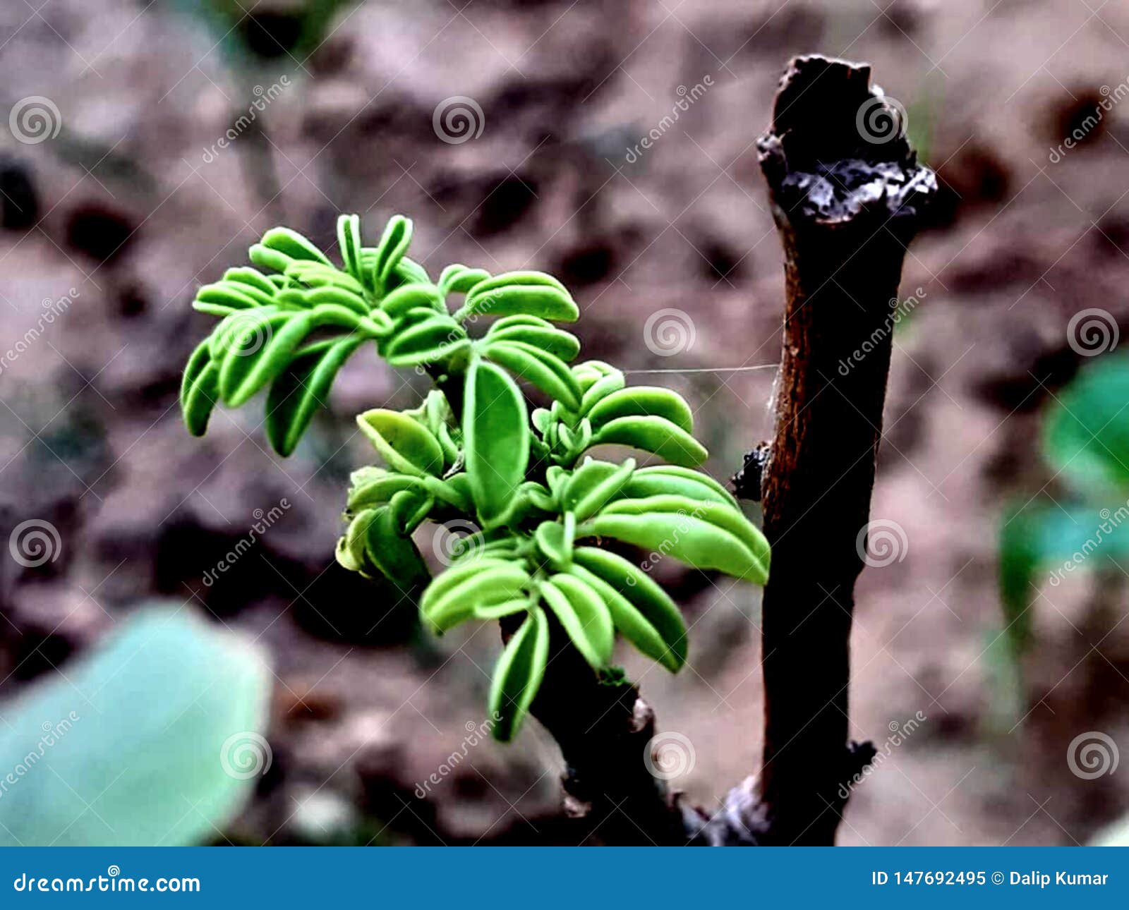 Beautiful Tree Branch in Garden Stock Image - Image of garden ...