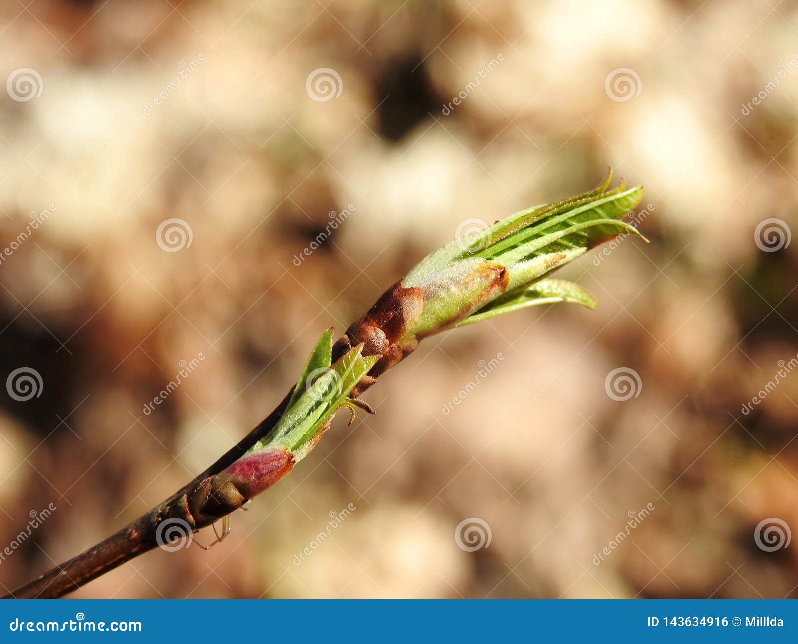 Tree Branch Bud in Spring, Lithuania Stock Photo - Image of brown ...