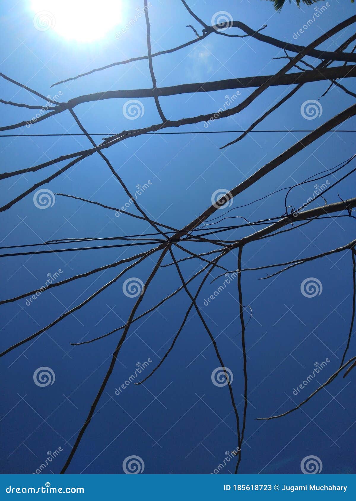 Beautiful Tree Branches stock image. Image of branc - 185618723