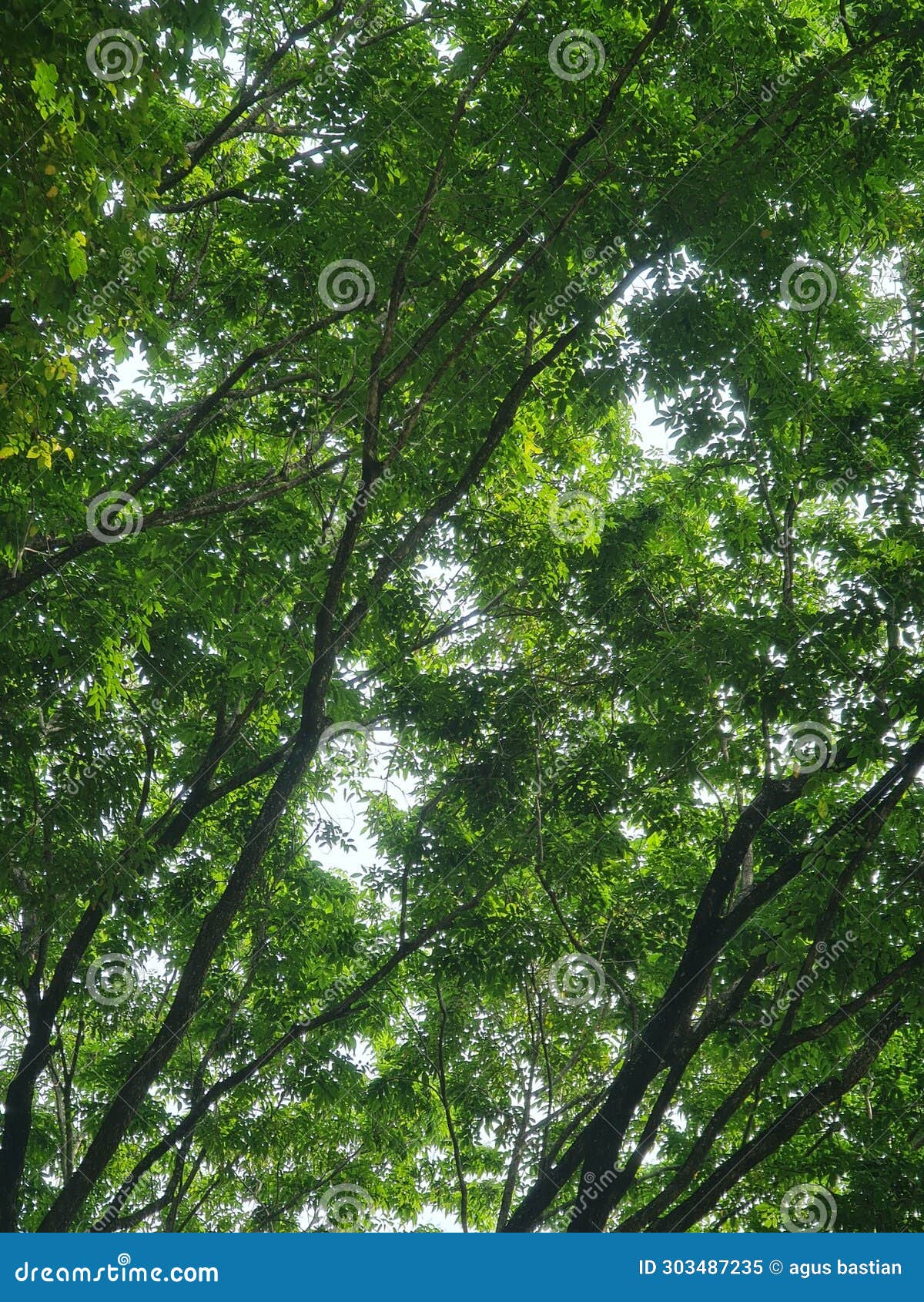 Beautiful tree branches stock image. Image of natural - 303487235