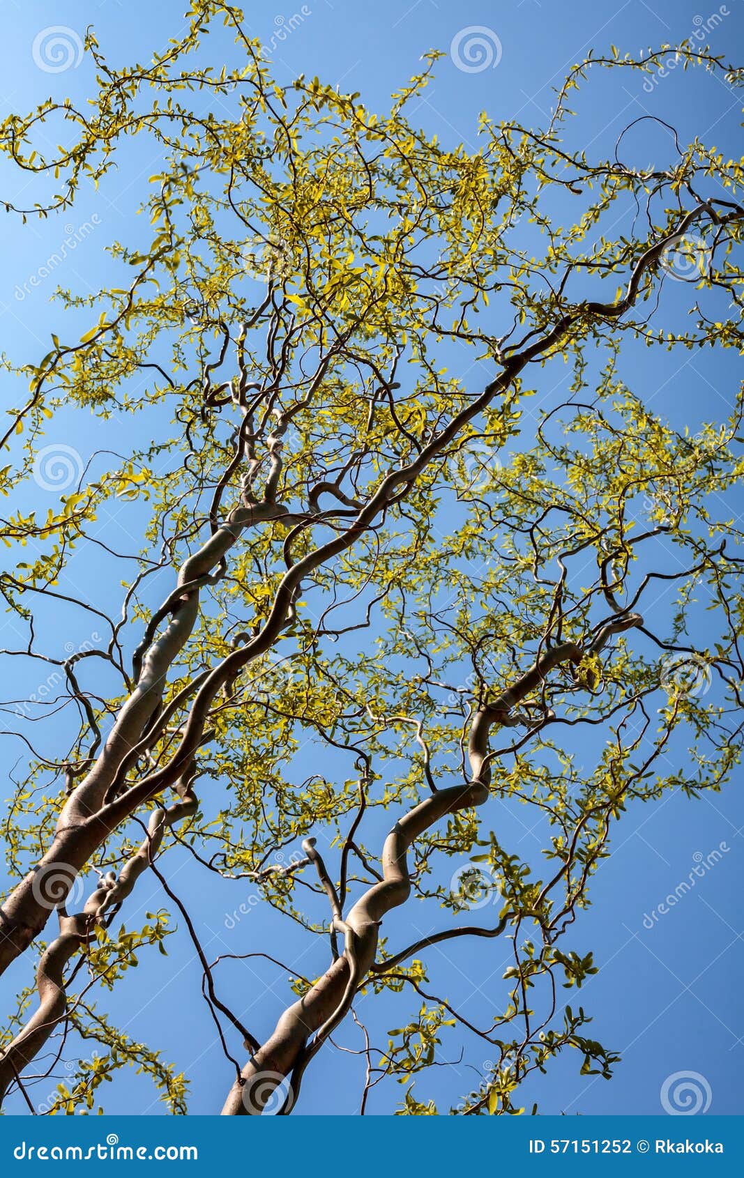 Beautiful Tree Branches stock photo. Image of background - 57151252