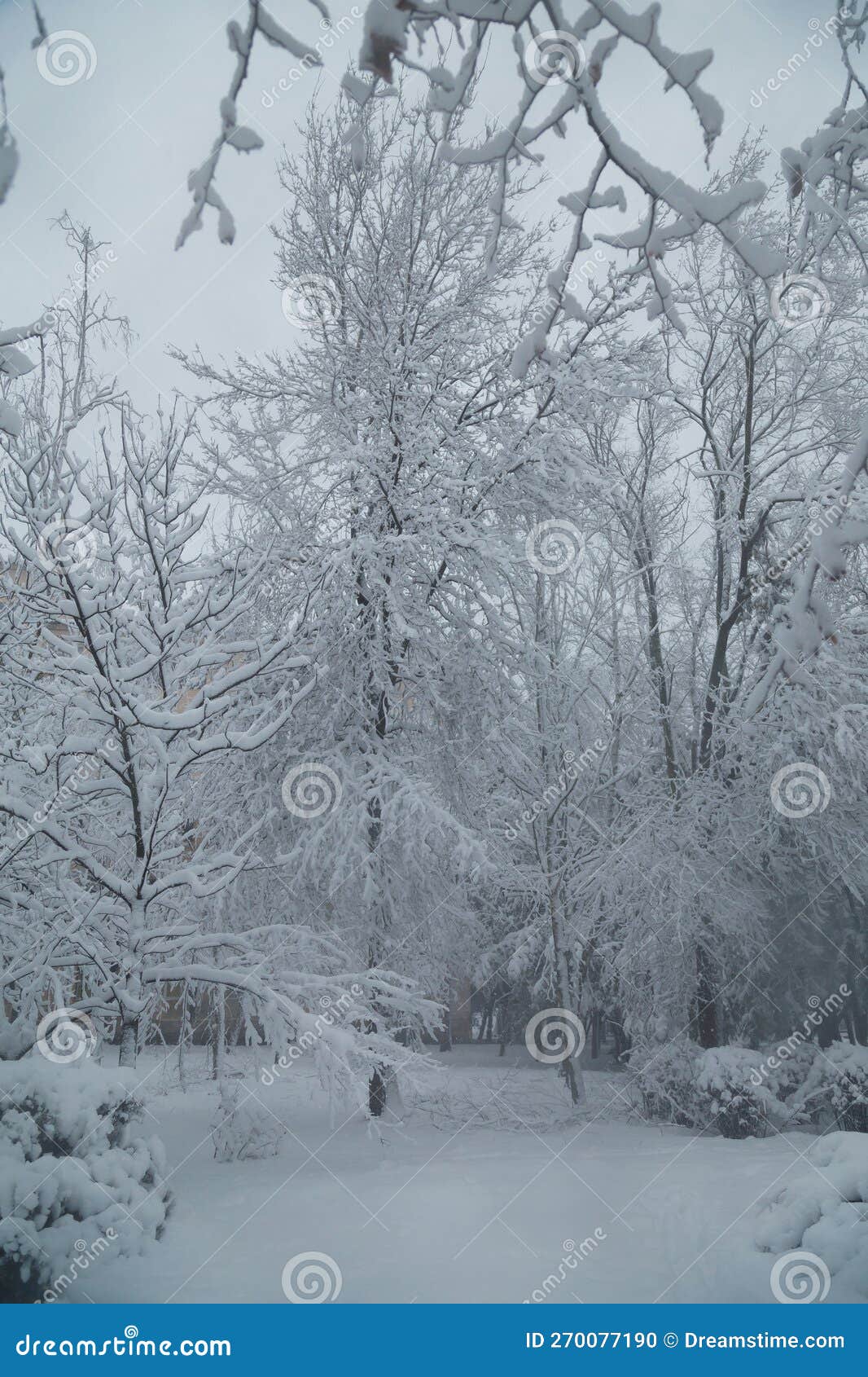 Beautiful Tree Branches Covered with Snow on a Winter Snowy Day ...