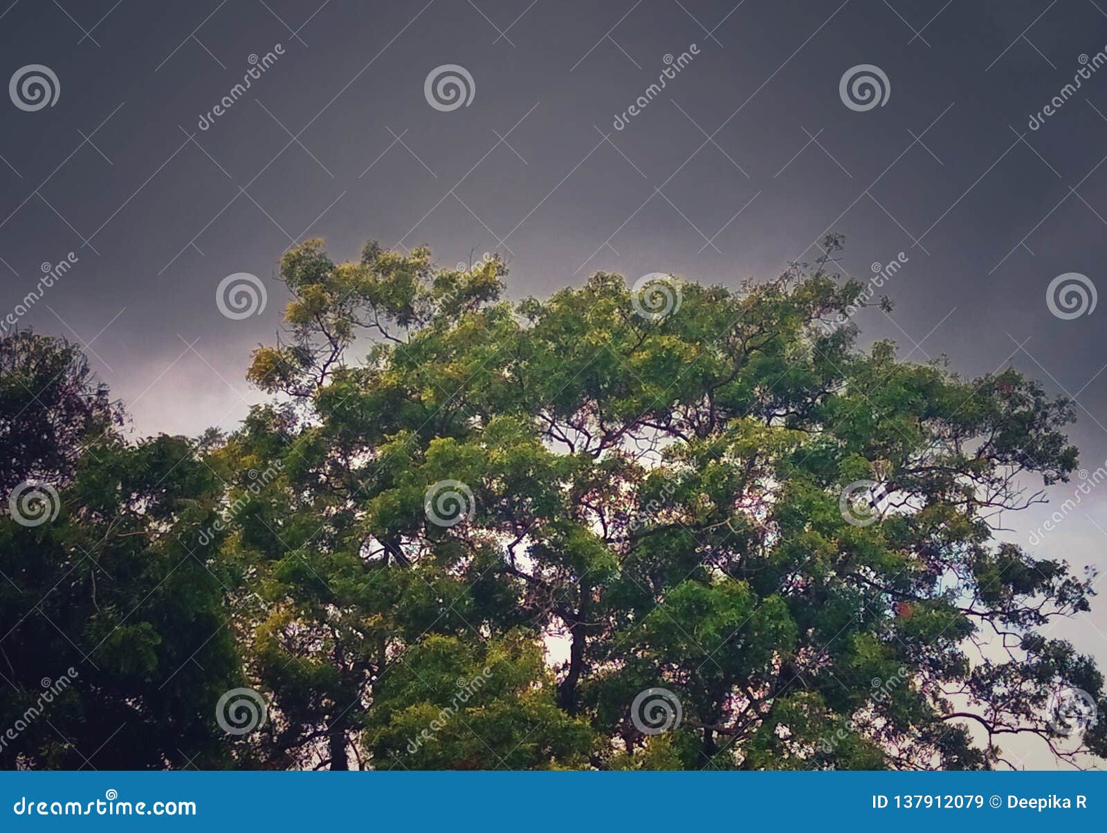 A Green Tree with Stormy Sky Background Stock Image - Image of garden ...