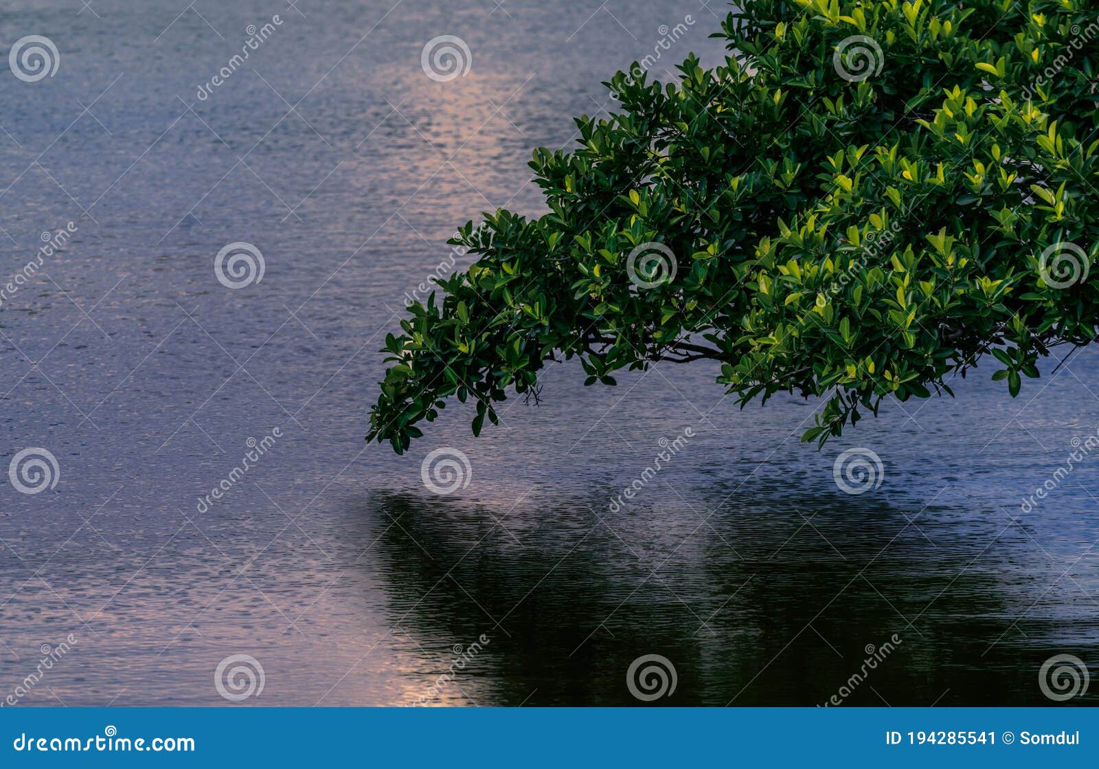 Beautiful Tree Branches Hanging Over the Water Surface of River, Late ...